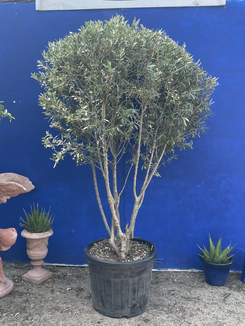 Multi stemmed Olive Tree - The Norfolk Olive Tree Company