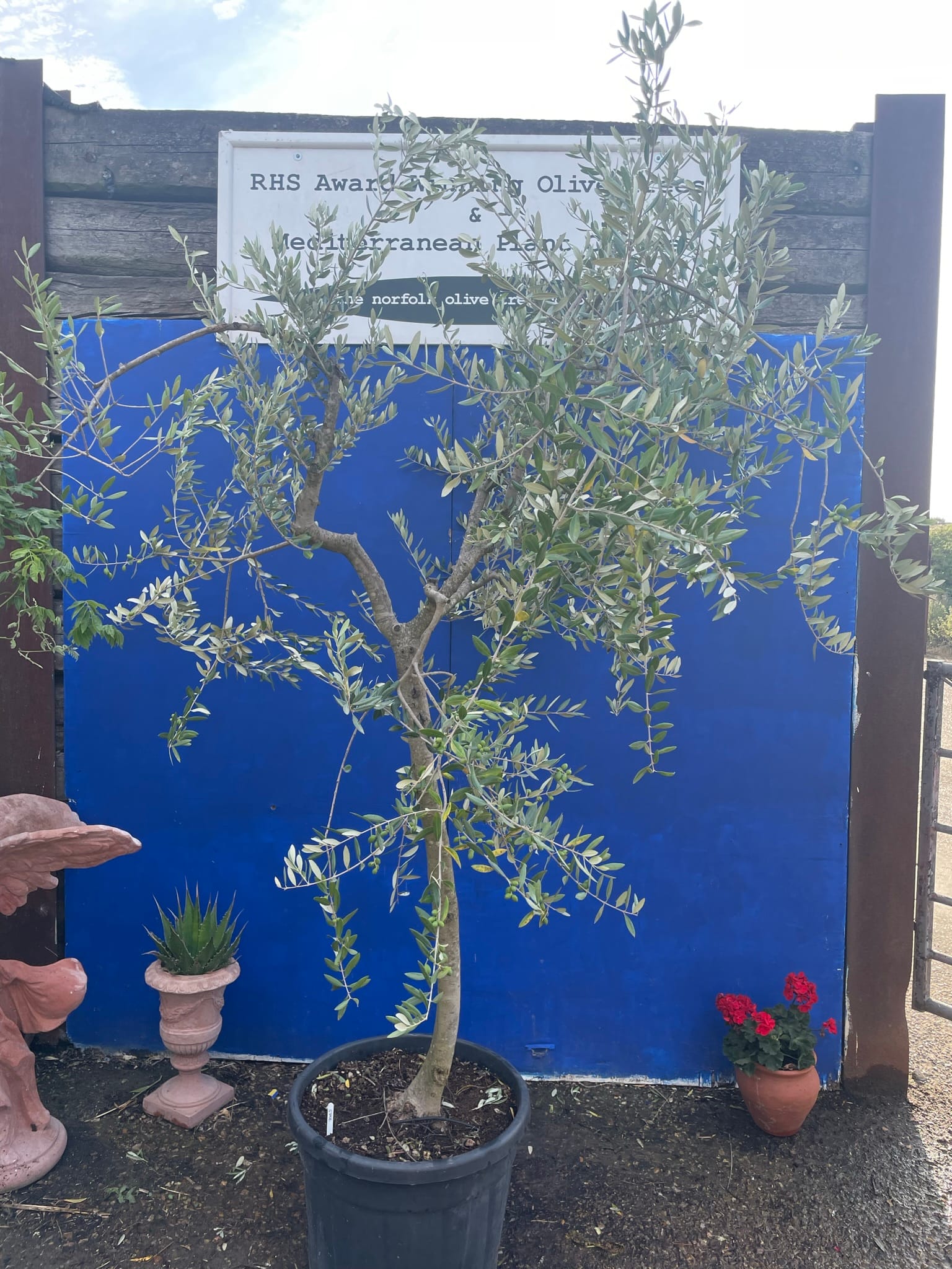 Tuscan olive tree - The Norfolk Olive Tree Company