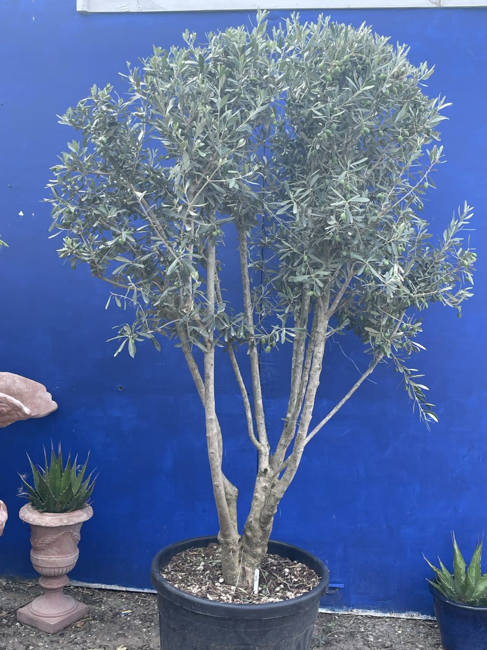 Multi stemmed Olive Tree - The Norfolk Olive Tree Company