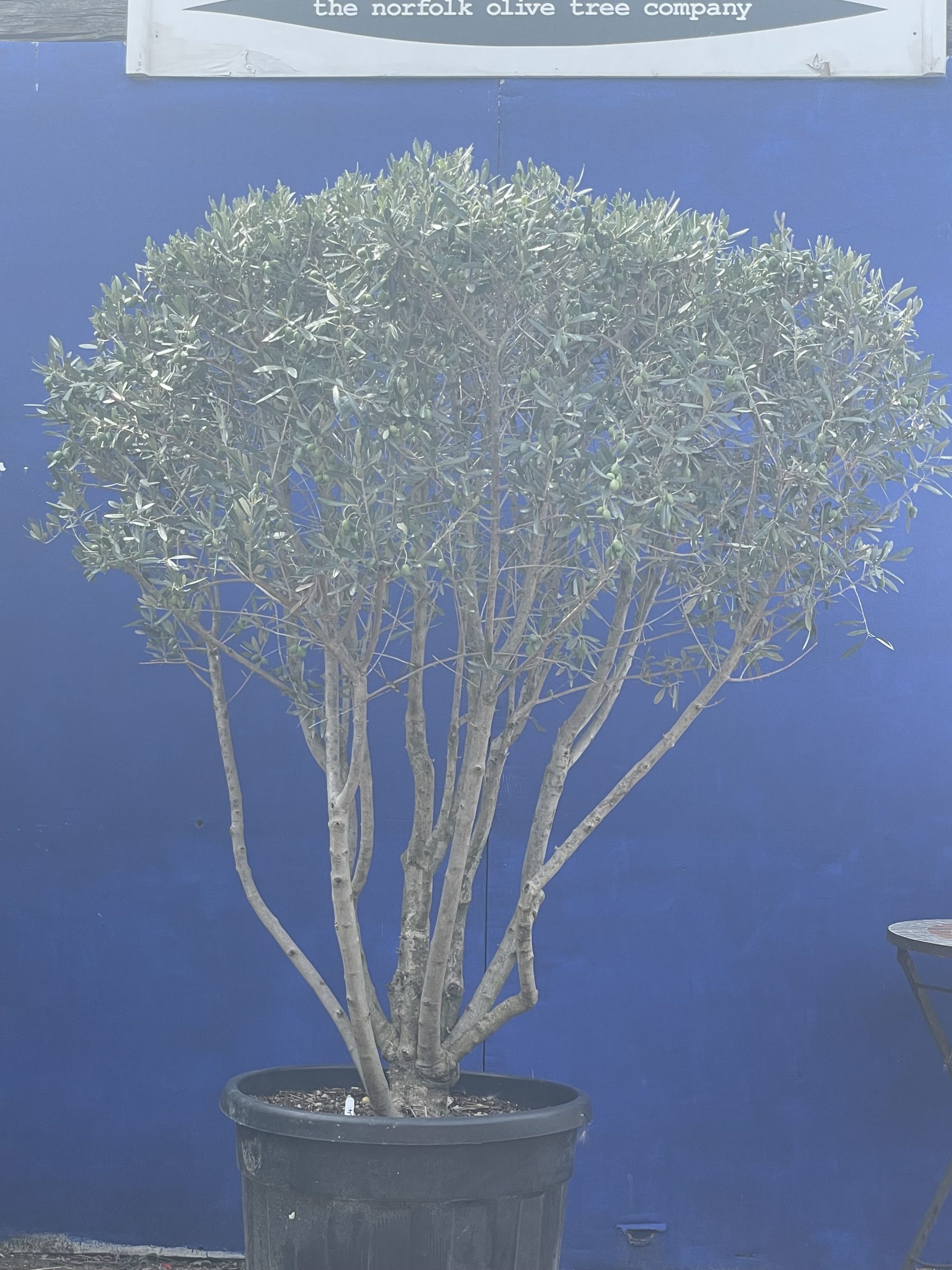 Multi stemmed Olive Tree - The Norfolk Olive Tree Company