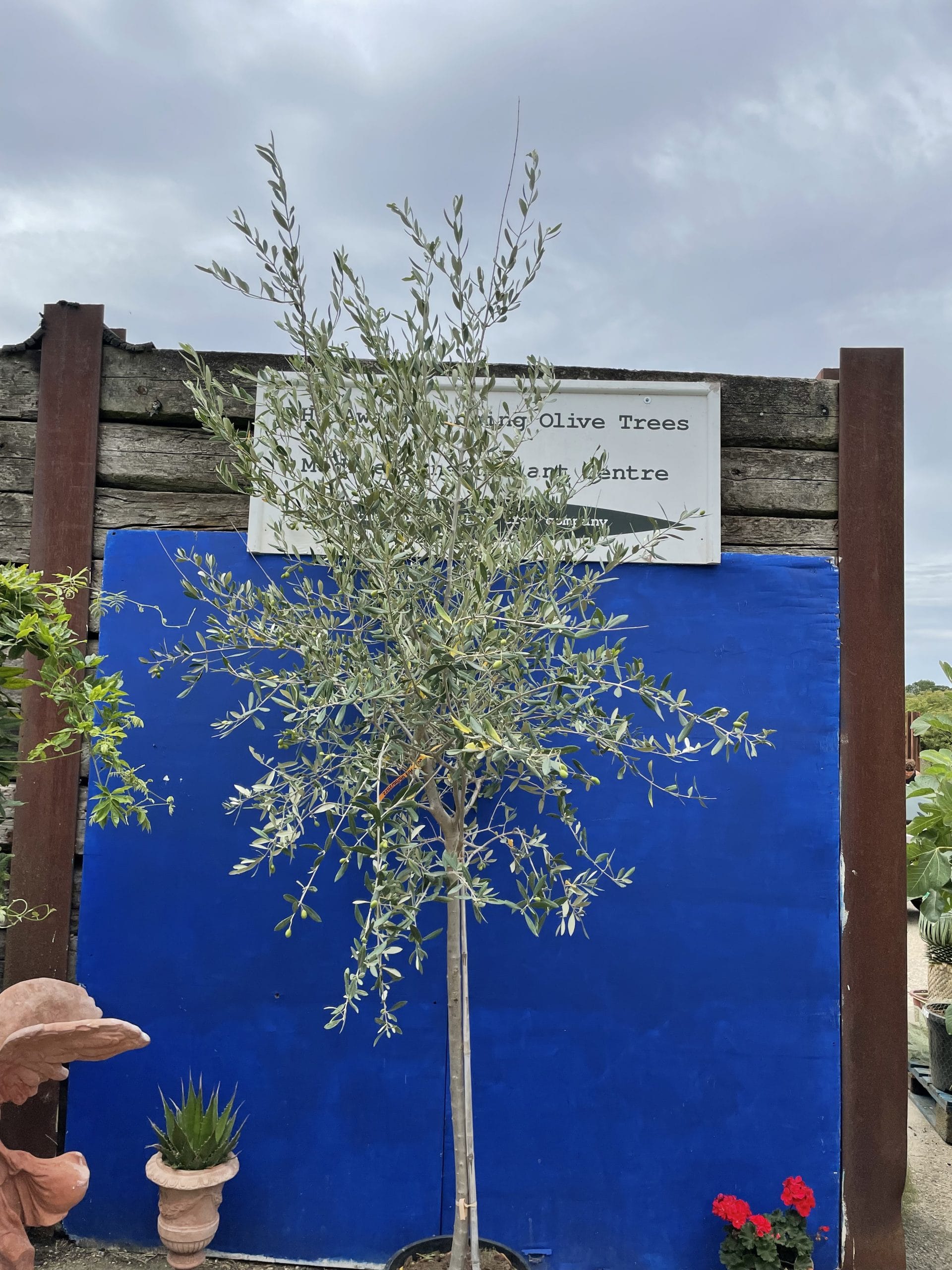 Tuscany Olive tree - free delivery - The Norfolk Olive Tree Company