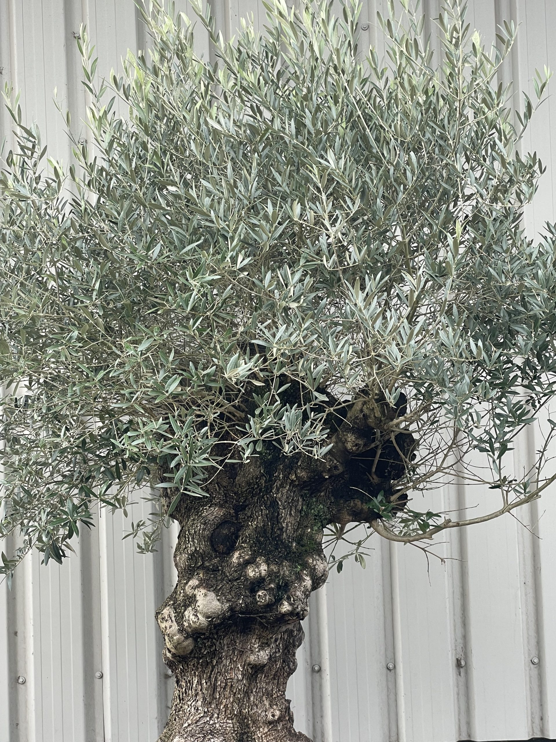 Large olive tree gnarled trunk - The Norfolk Olive Tree Company