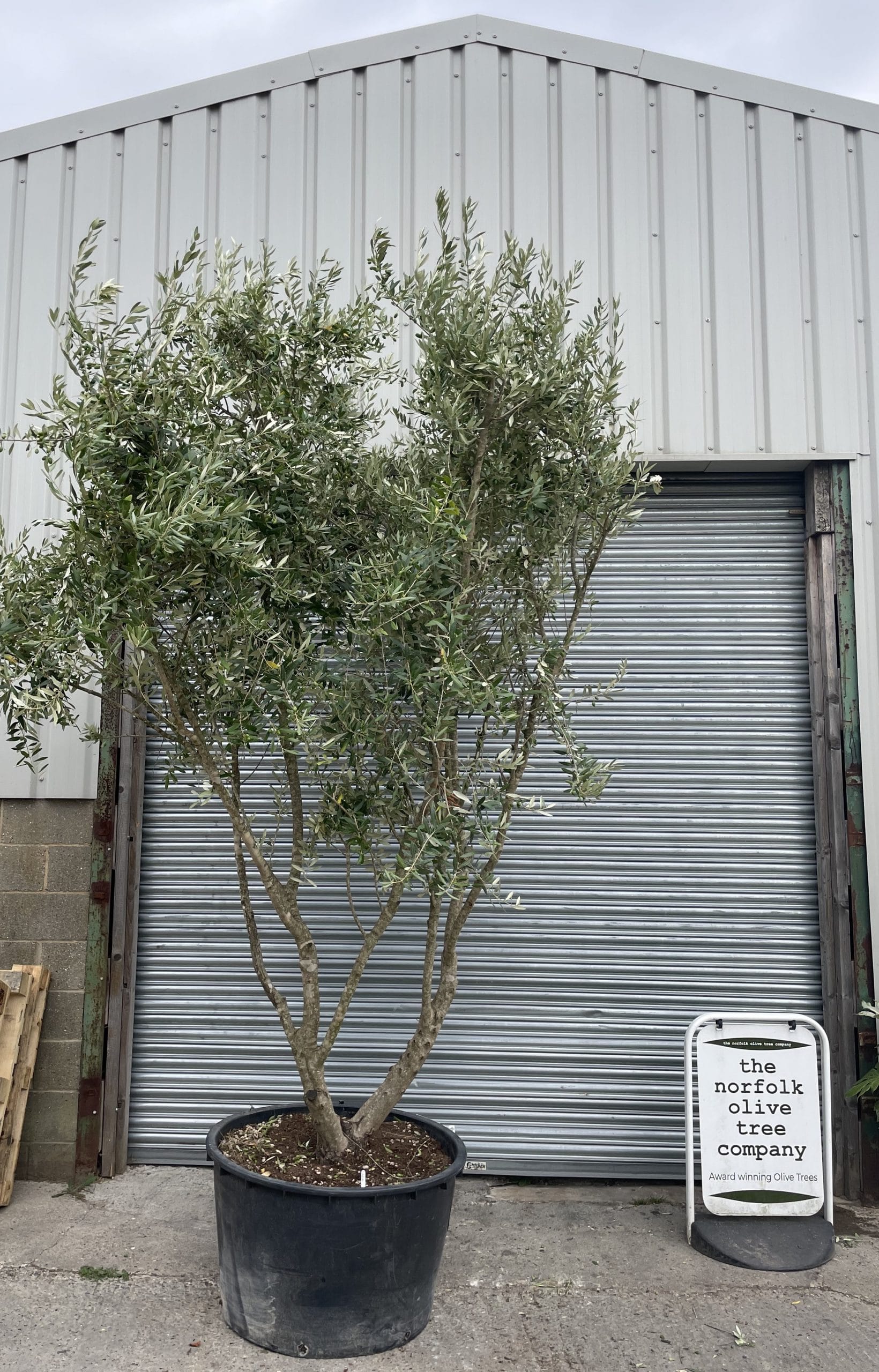 Multi-stem screening olive tree - The Norfolk Olive Tree Company
