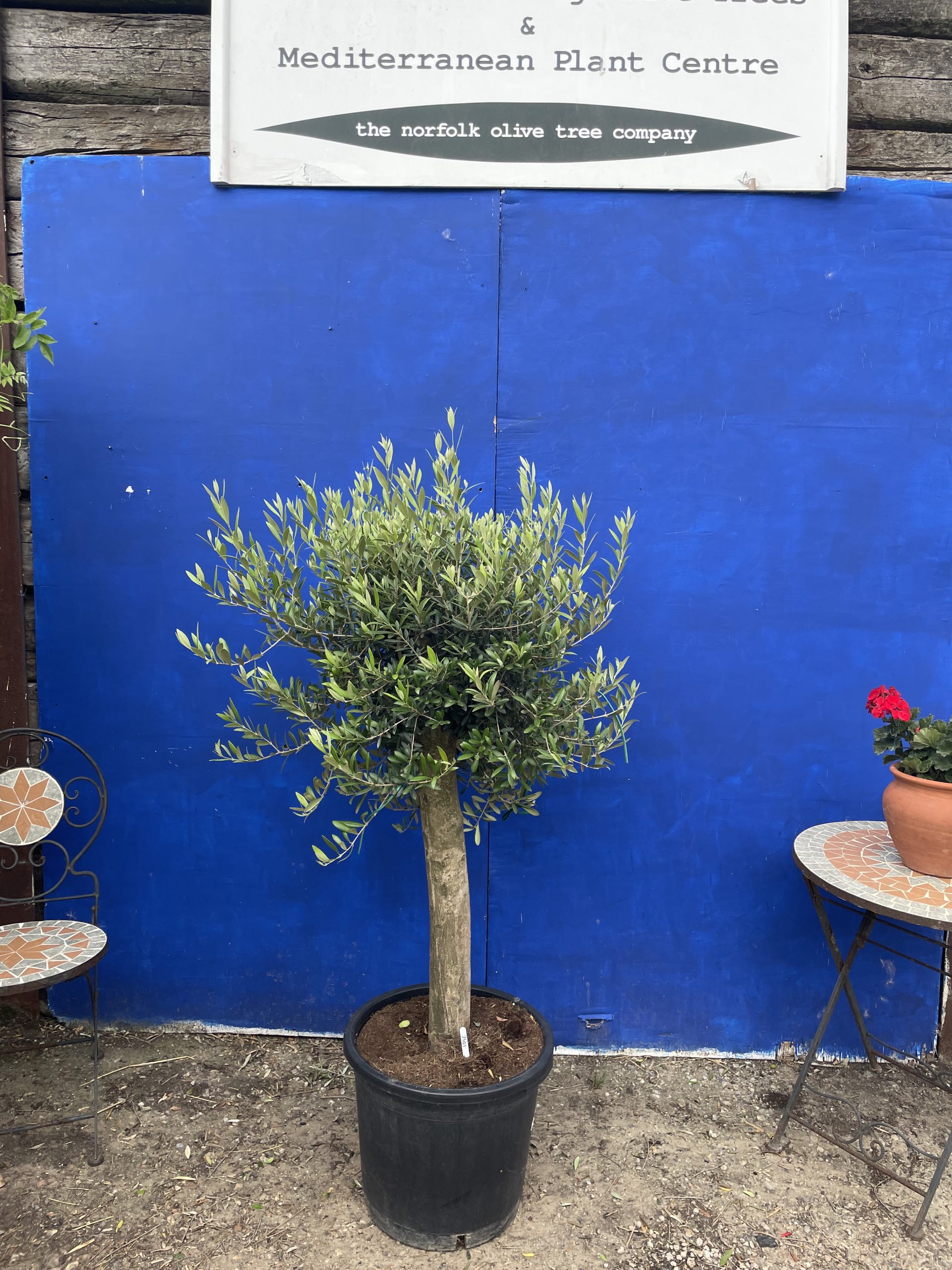 Arbequina Olive tree- free delivery. - The Norfolk Olive Tree Company
