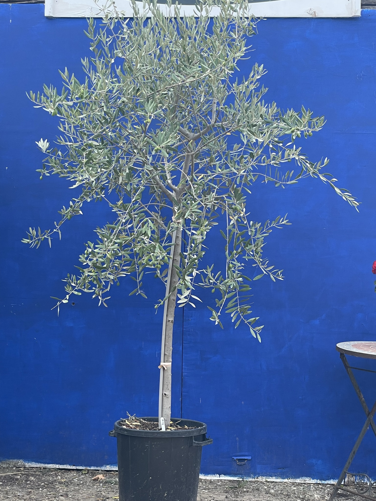 Tuscan Olive tree free delivery - The Norfolk Olive Tree Company