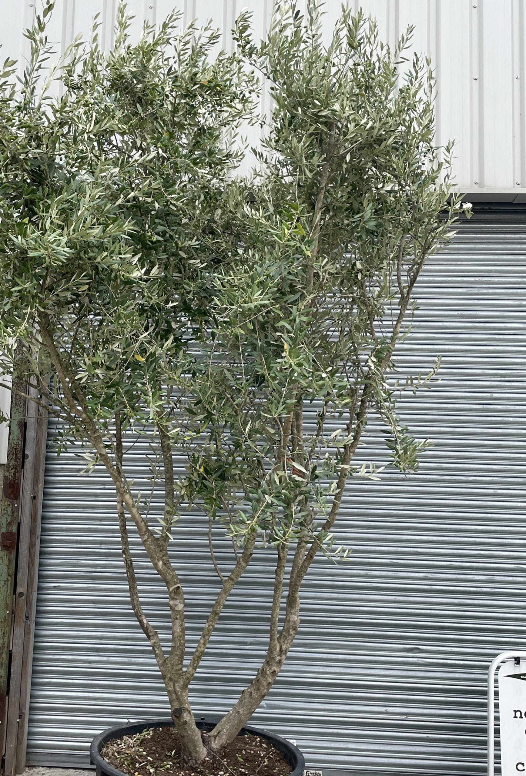 Multi-stem screening olive tree - The Norfolk Olive Tree Company