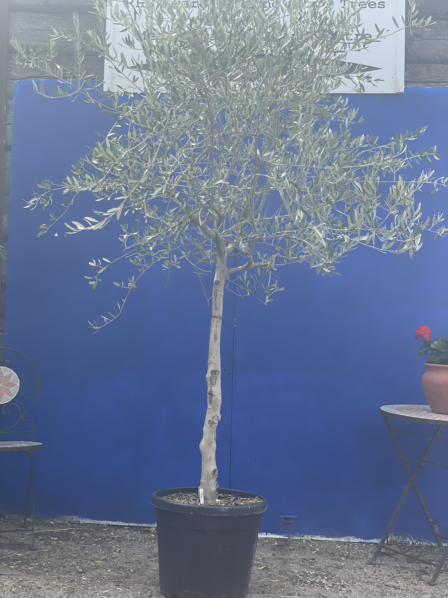 Tuscan Olive tree free delivery - The Norfolk Olive Tree Company