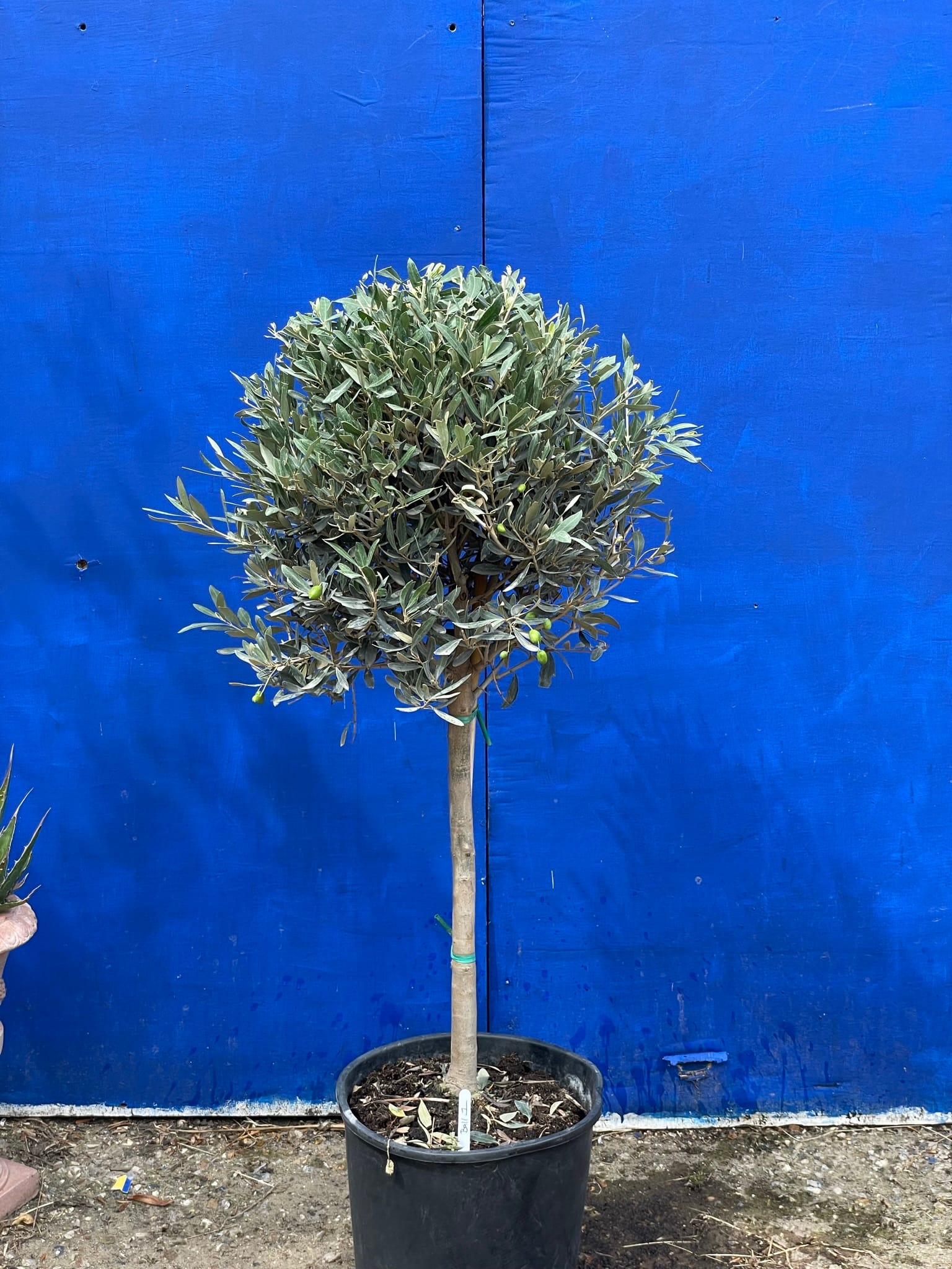 1/2 Standard olive tree. Free delivery. - The Norfolk Olive Tree Company