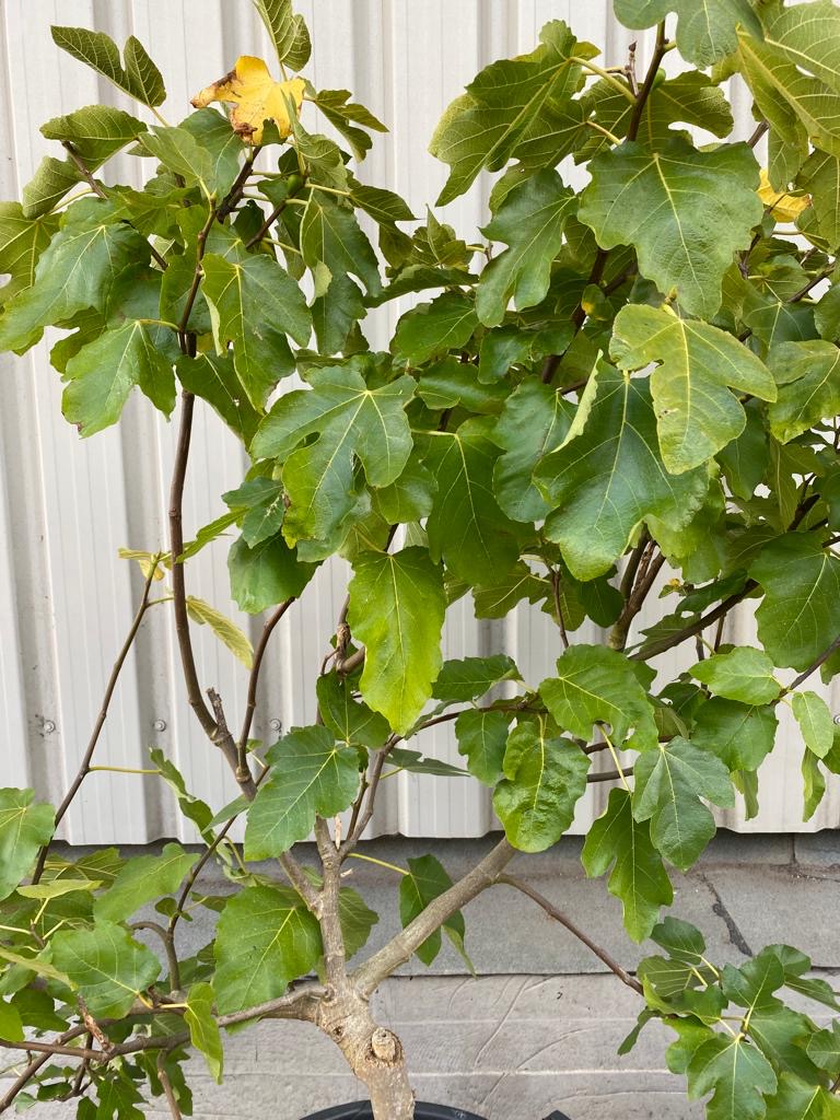 Fig tree. Delivery included. - The Norfolk Olive Tree Company
