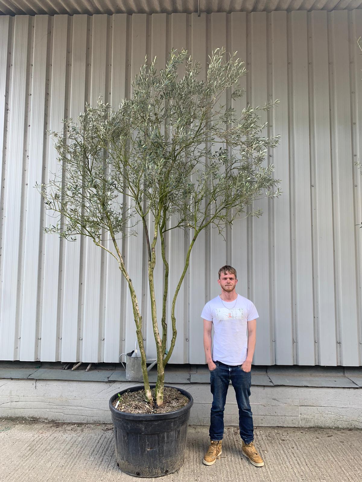 Multi-stem Olive Tree - The Norfolk Olive Tree Company