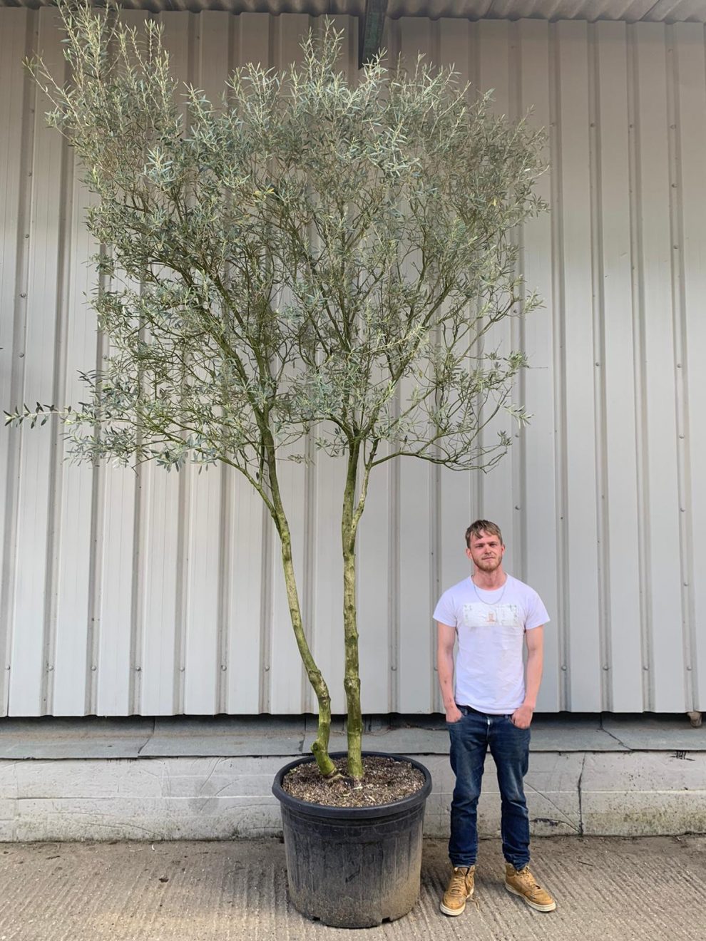 Multi-stem Olive Tree - The Norfolk Olive Tree Company