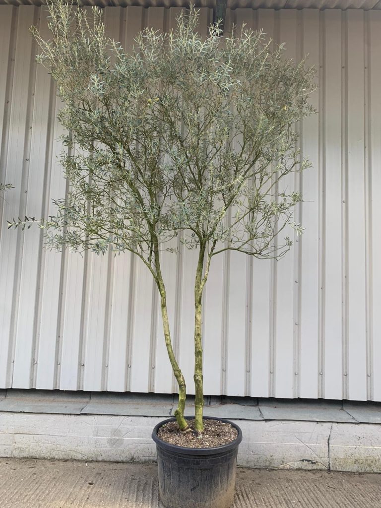 Multi-stem Olive Tree - The Norfolk Olive Tree Company