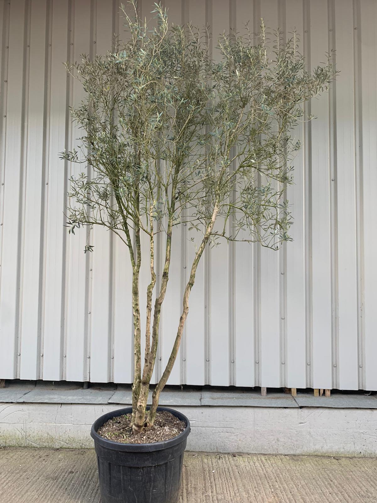 Multi stem Olive Tree - The Norfolk Olive Tree Company