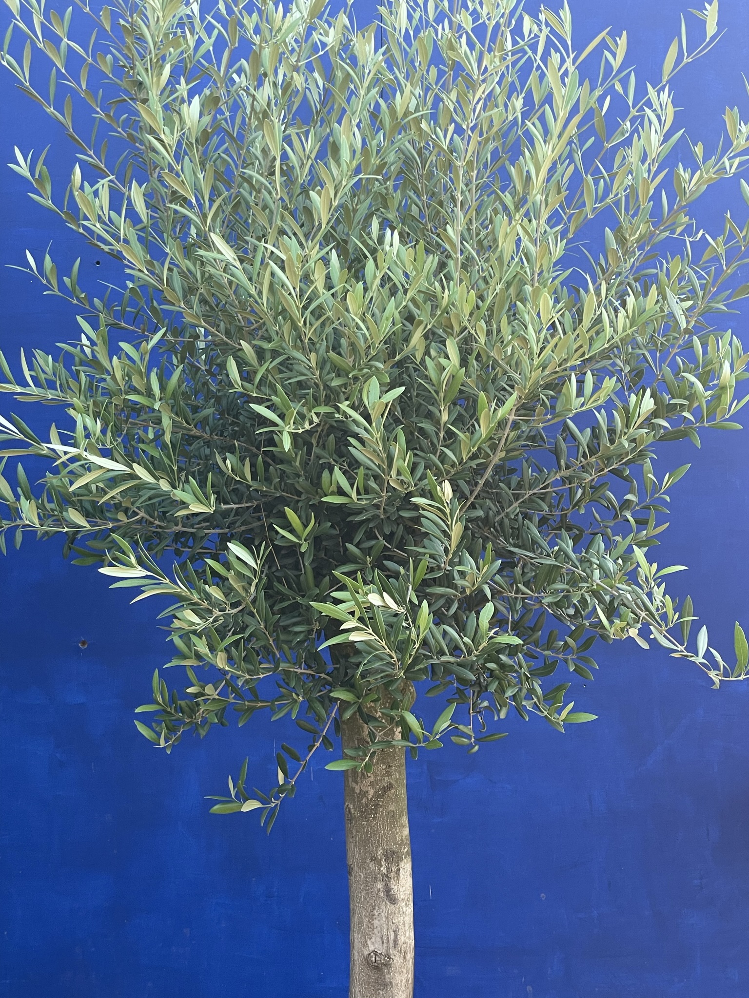 Arbequina Olive tree- free delivery. - The Norfolk Olive Tree Company