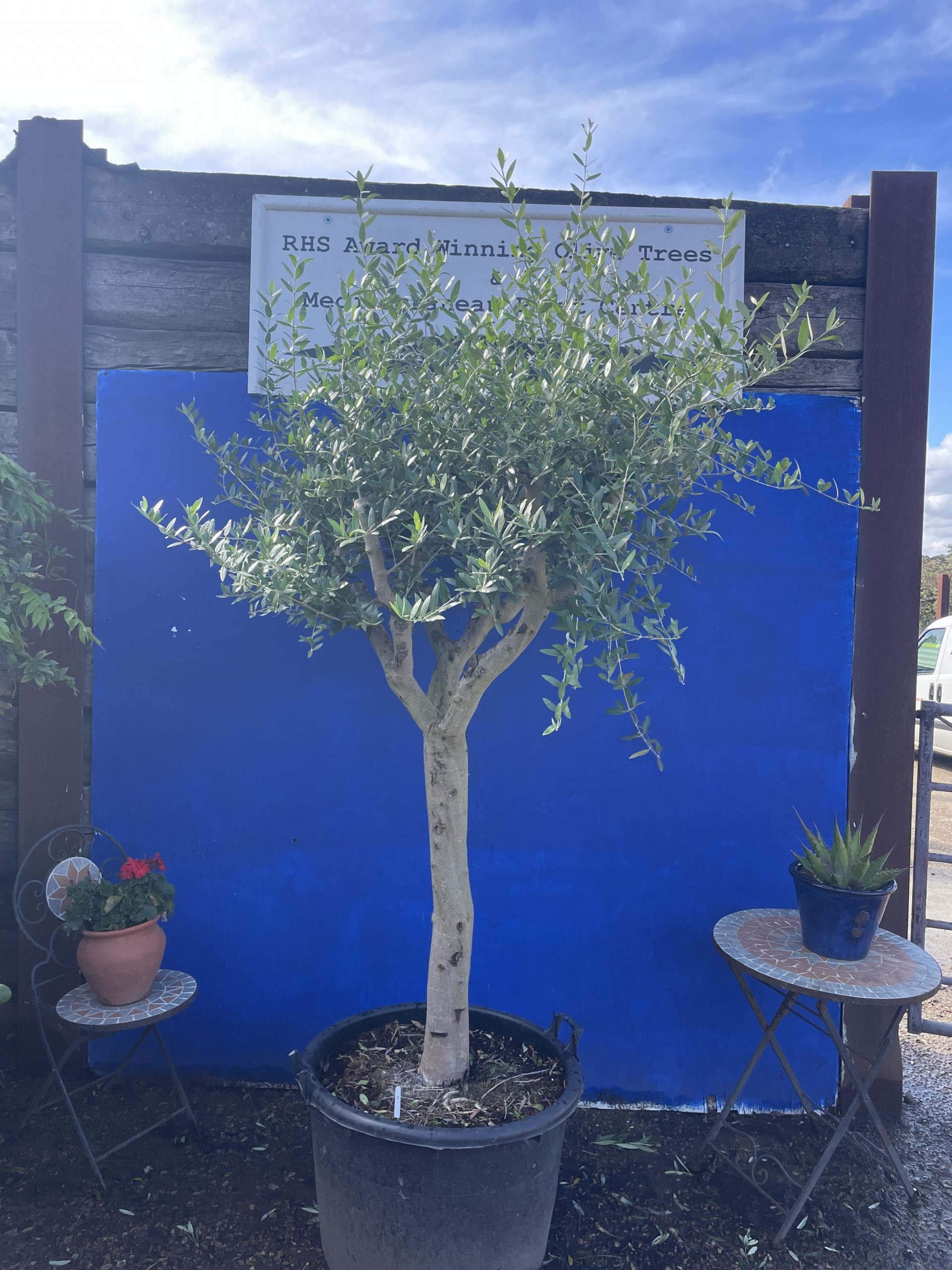 Mature Tuscan Olive tree - The Norfolk Olive Tree Company