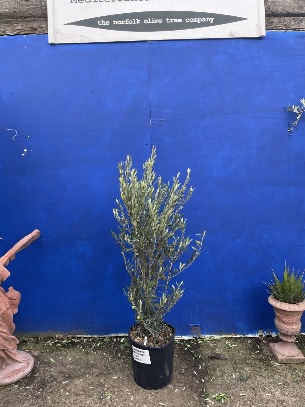 Bushy olive tree. Free delivery. - The Norfolk Olive Tree Company