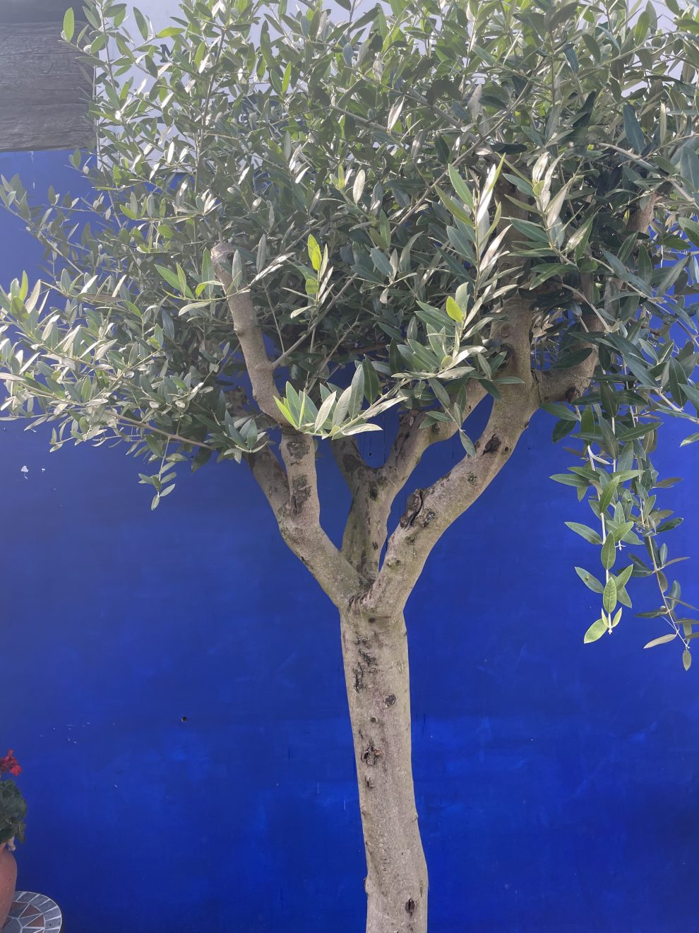 Mature Tuscan Olive tree - The Norfolk Olive Tree Company