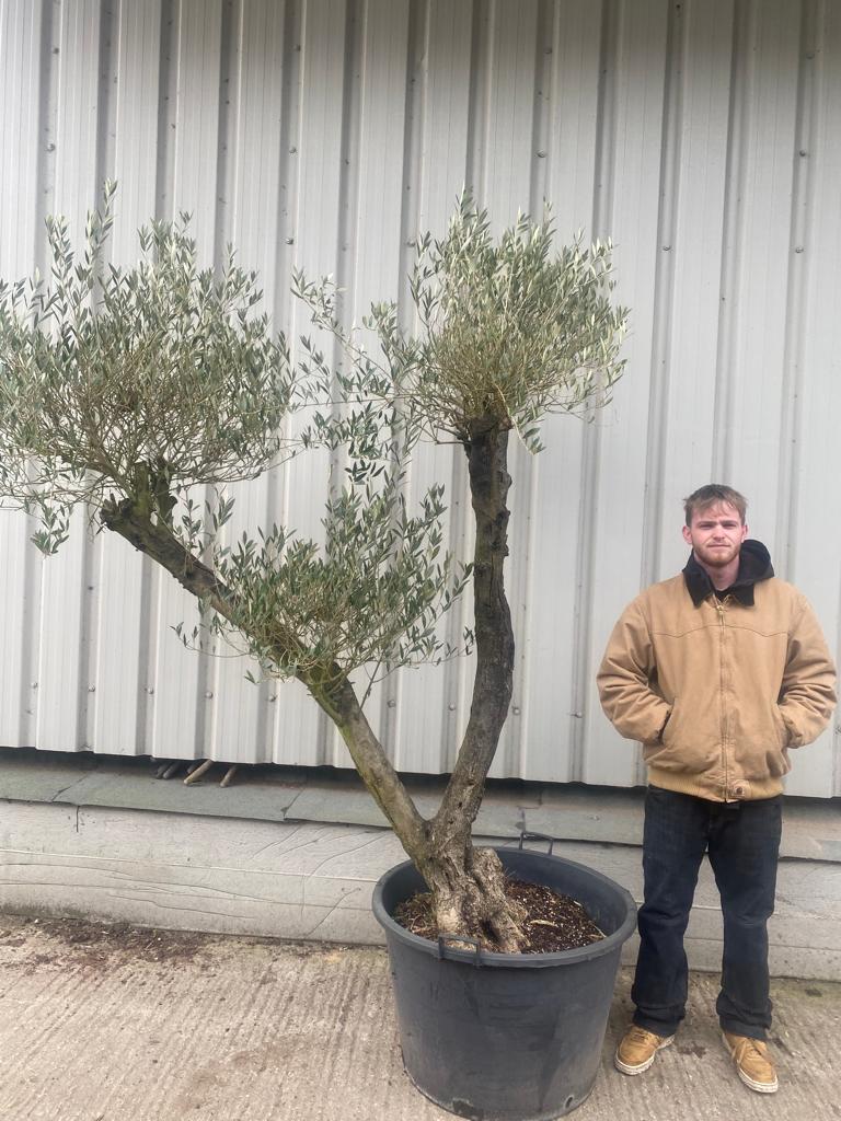 Mature Pom Pom Olive tree for sale.
