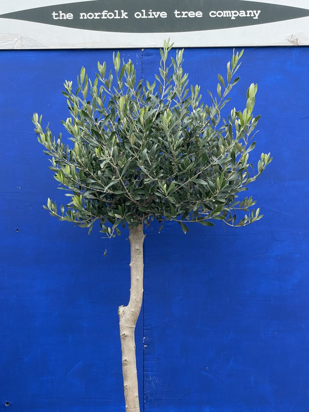 Picual Olive Tree free delivery. - The Norfolk Olive Tree Company