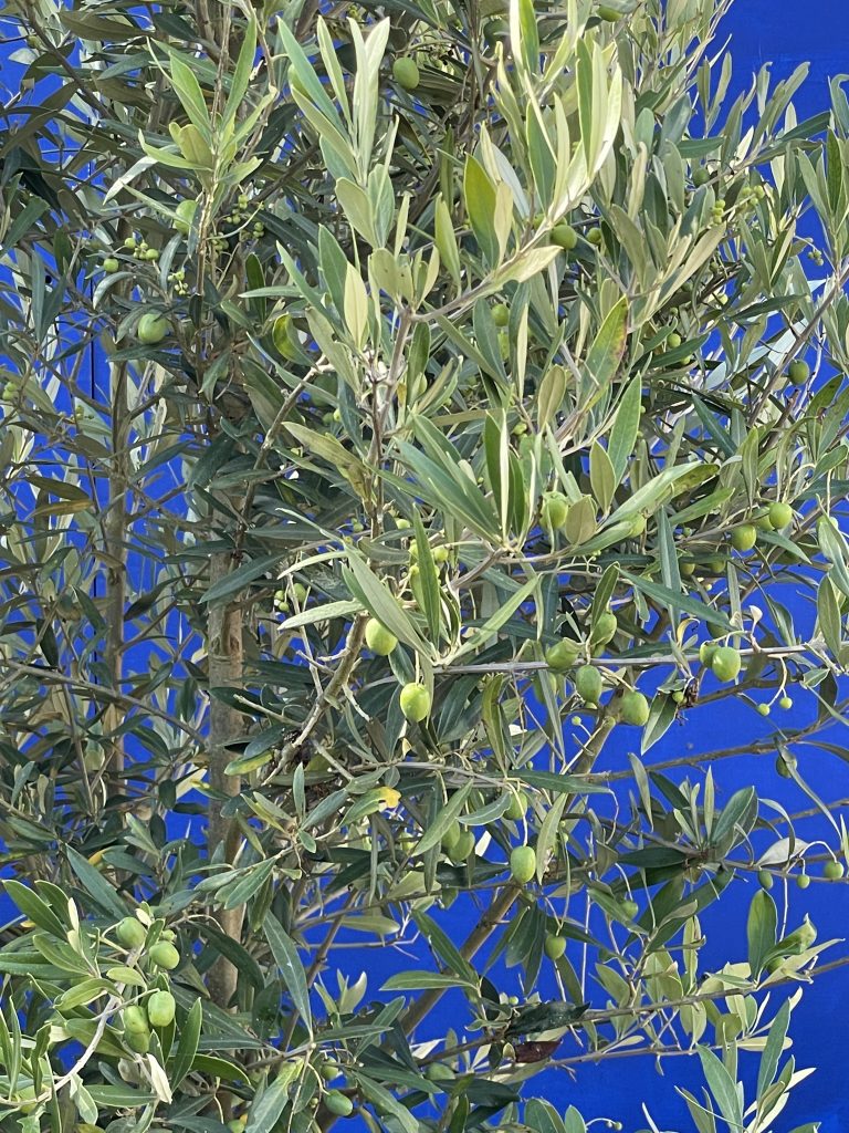 Picual Olive Tree free delivery. - The Norfolk Olive Tree Company