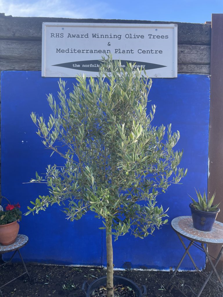 Picual Olive Tree free delivery. - The Norfolk Olive Tree Company