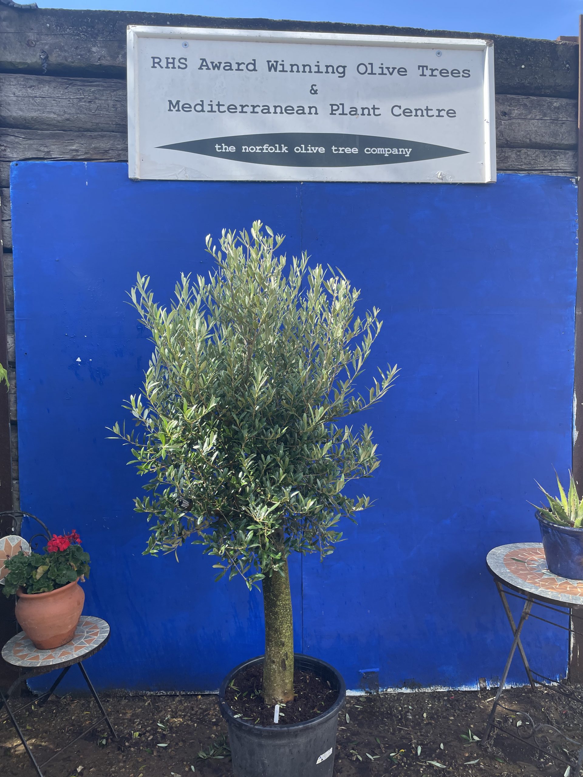 Patio Olive tree - free delivery - The Norfolk Olive Tree Company