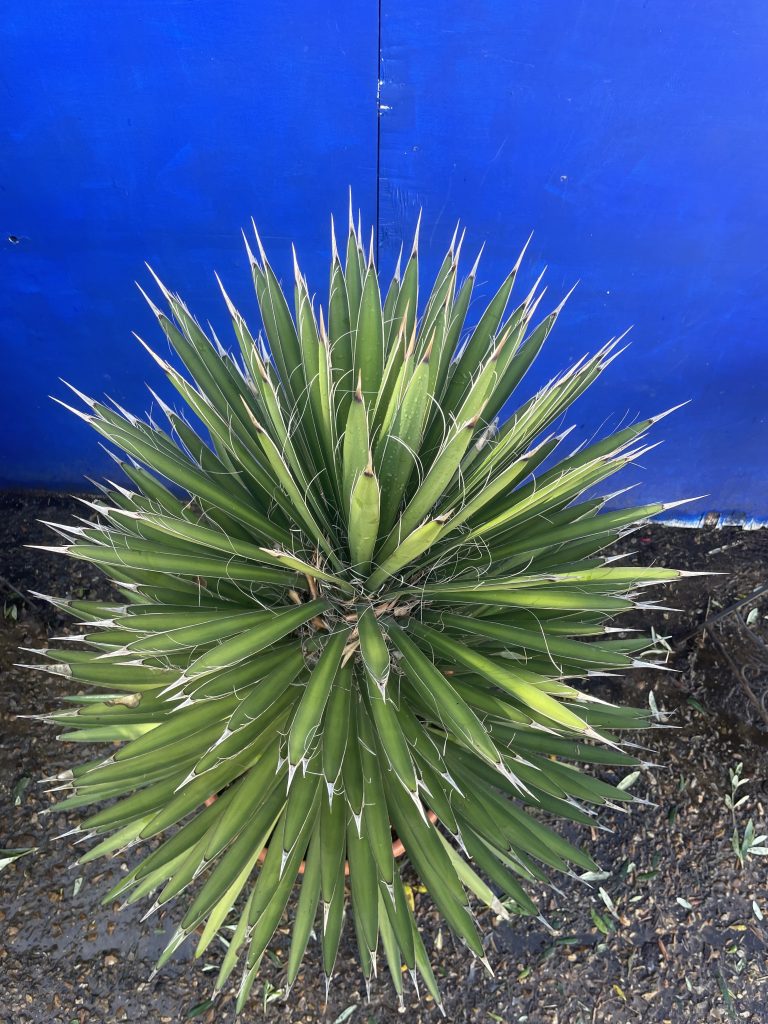 Yucca ‘Filifera’ - The Norfolk Olive Tree Company