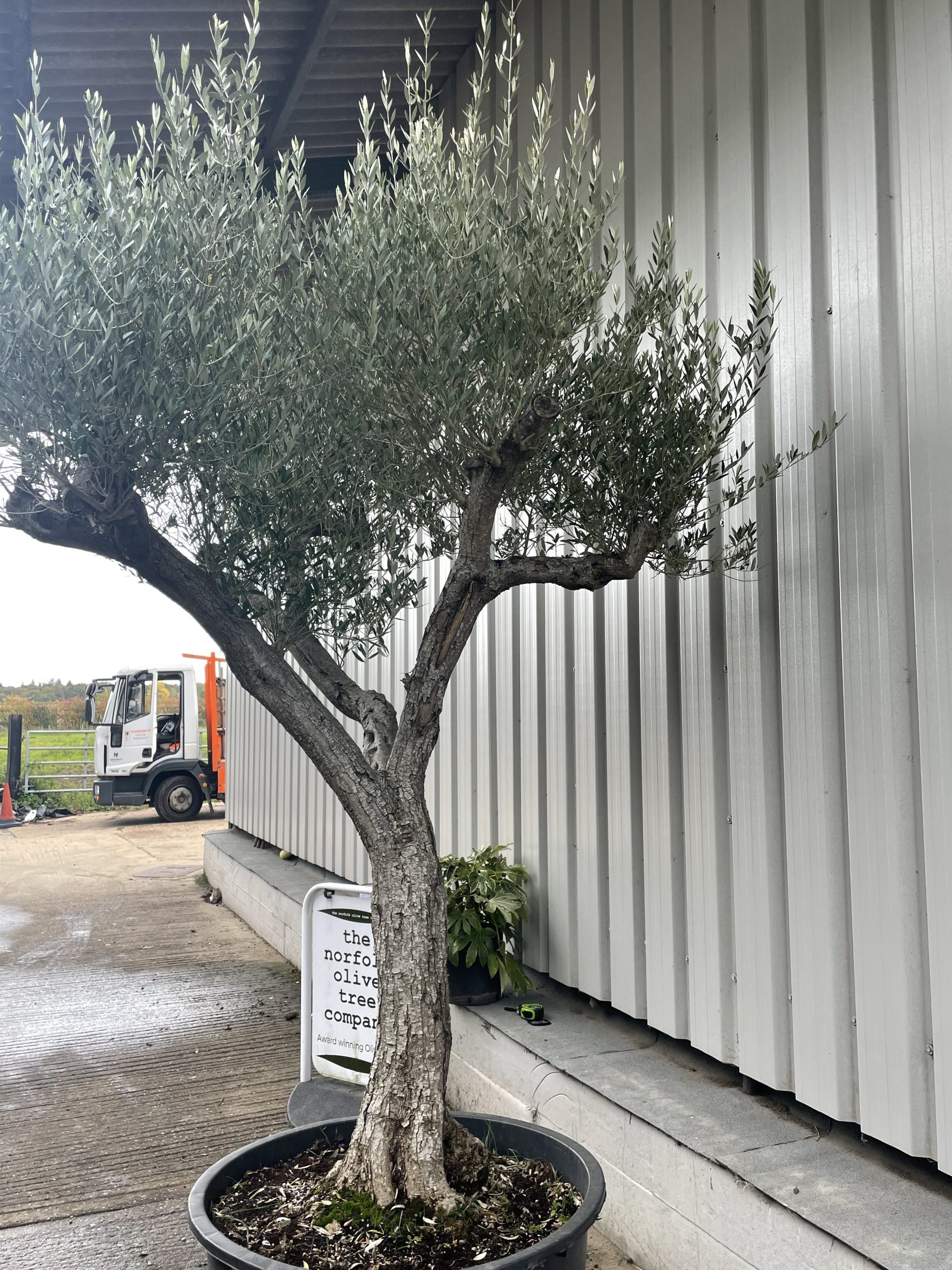 Tall Olive tree with branches - The Norfolk Olive Tree Company