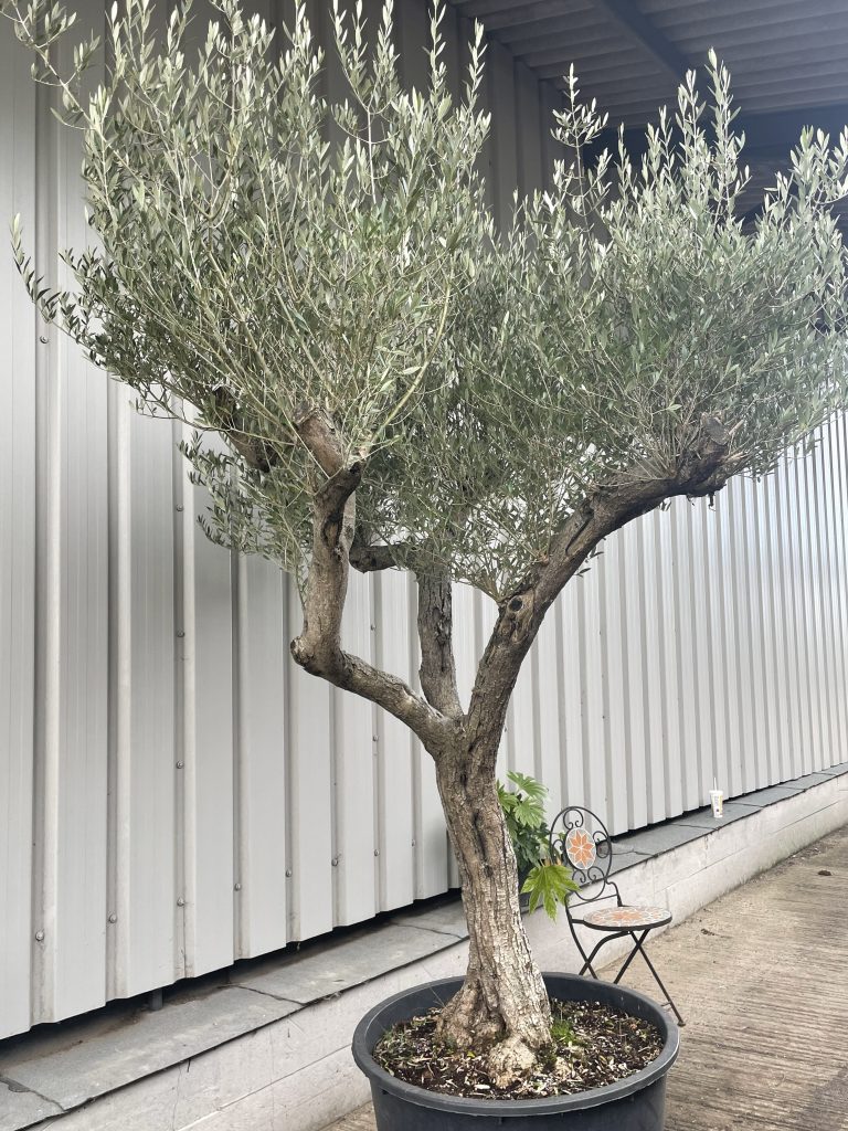 Tall Olive tree with branches - The Norfolk Olive Tree Company