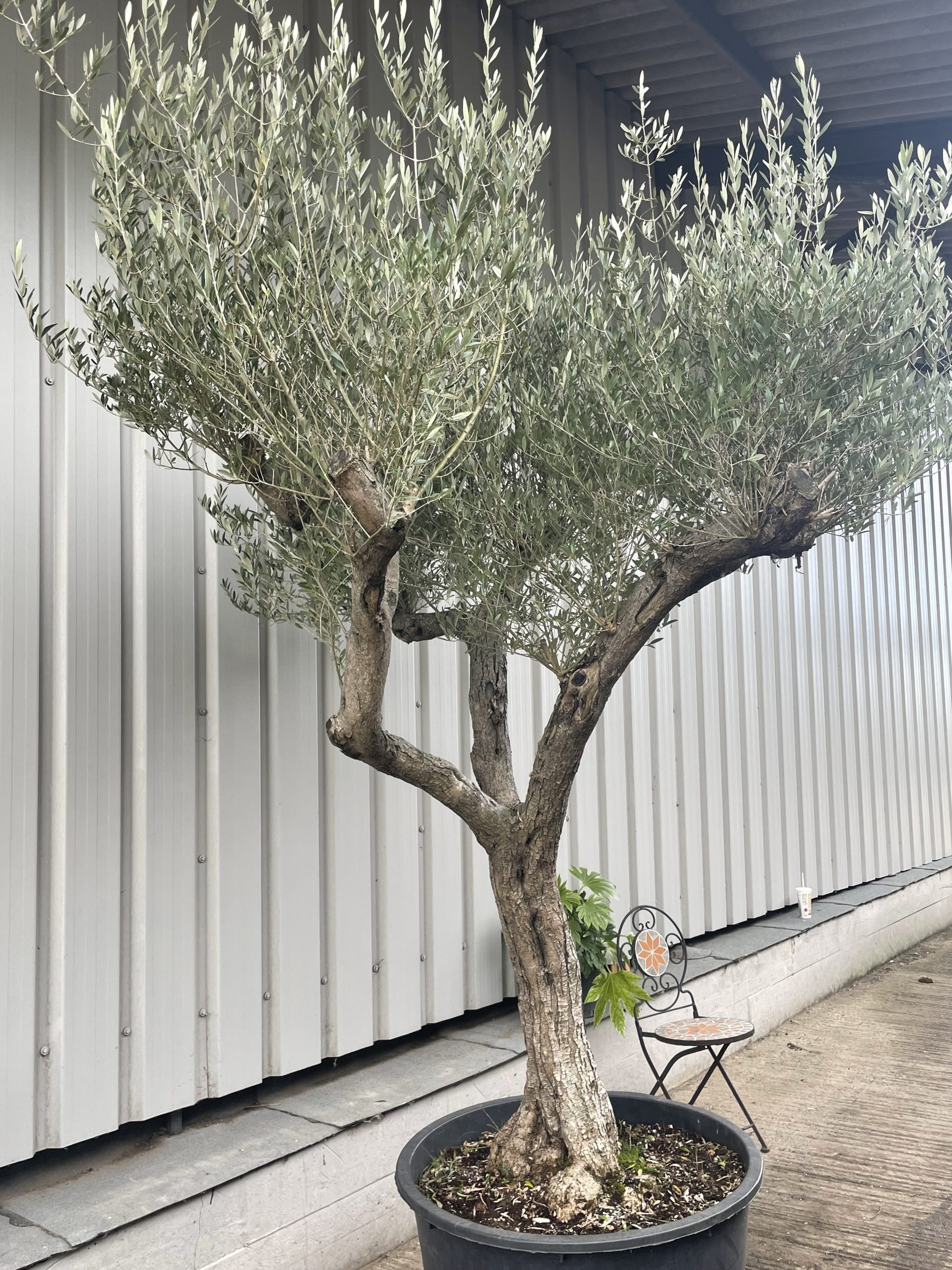 Tall Olive tree with branches - The Norfolk Olive Tree Company