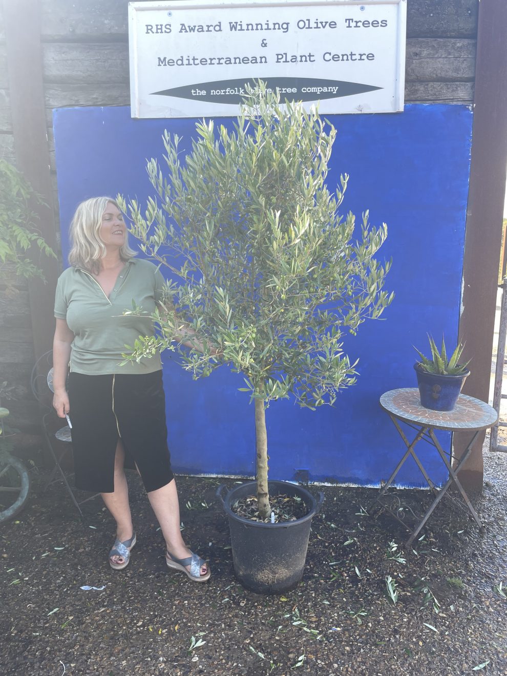 Picual Olive Tree free delivery. - The Norfolk Olive Tree Company