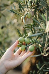 Curing Olives - Recipe. - The Norfolk Olive Tree Company