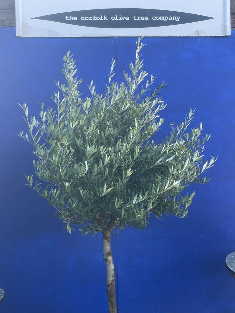 Picual Olive Tree free delivery. - The Norfolk Olive Tree Company