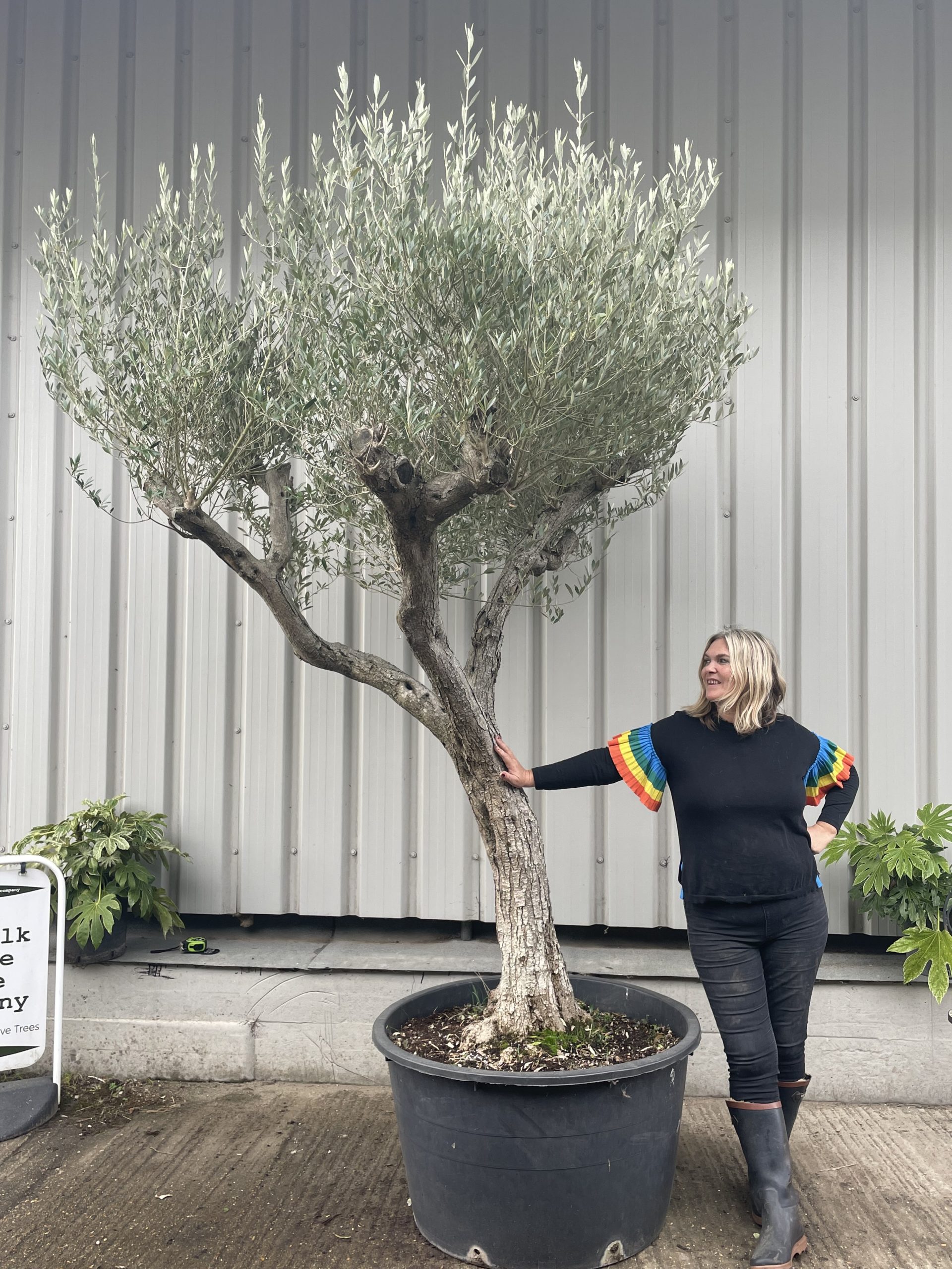 Tall Olive tree with branches - The Norfolk Olive Tree Company