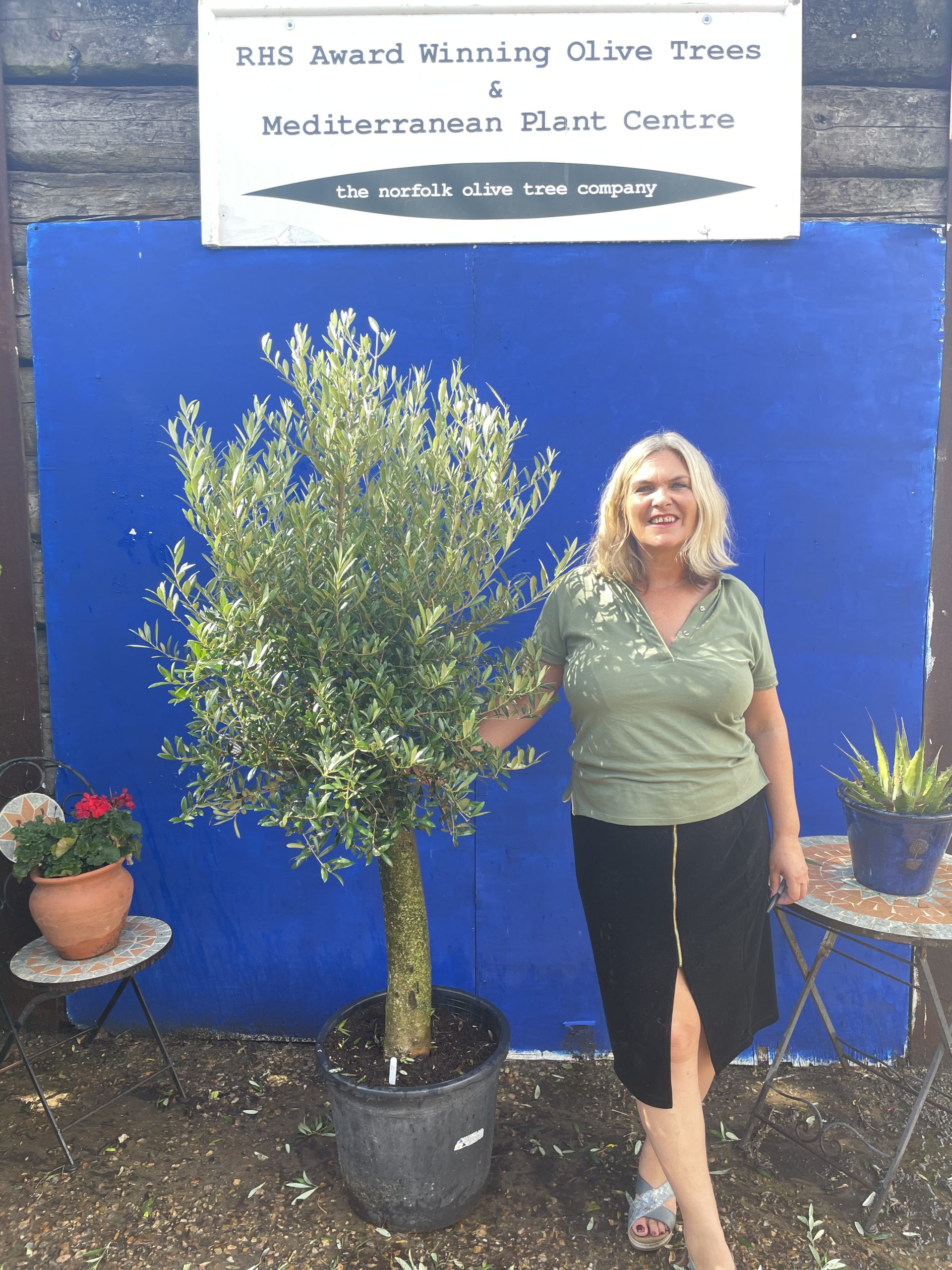 Patio Olive tree - free delivery - The Norfolk Olive Tree Company