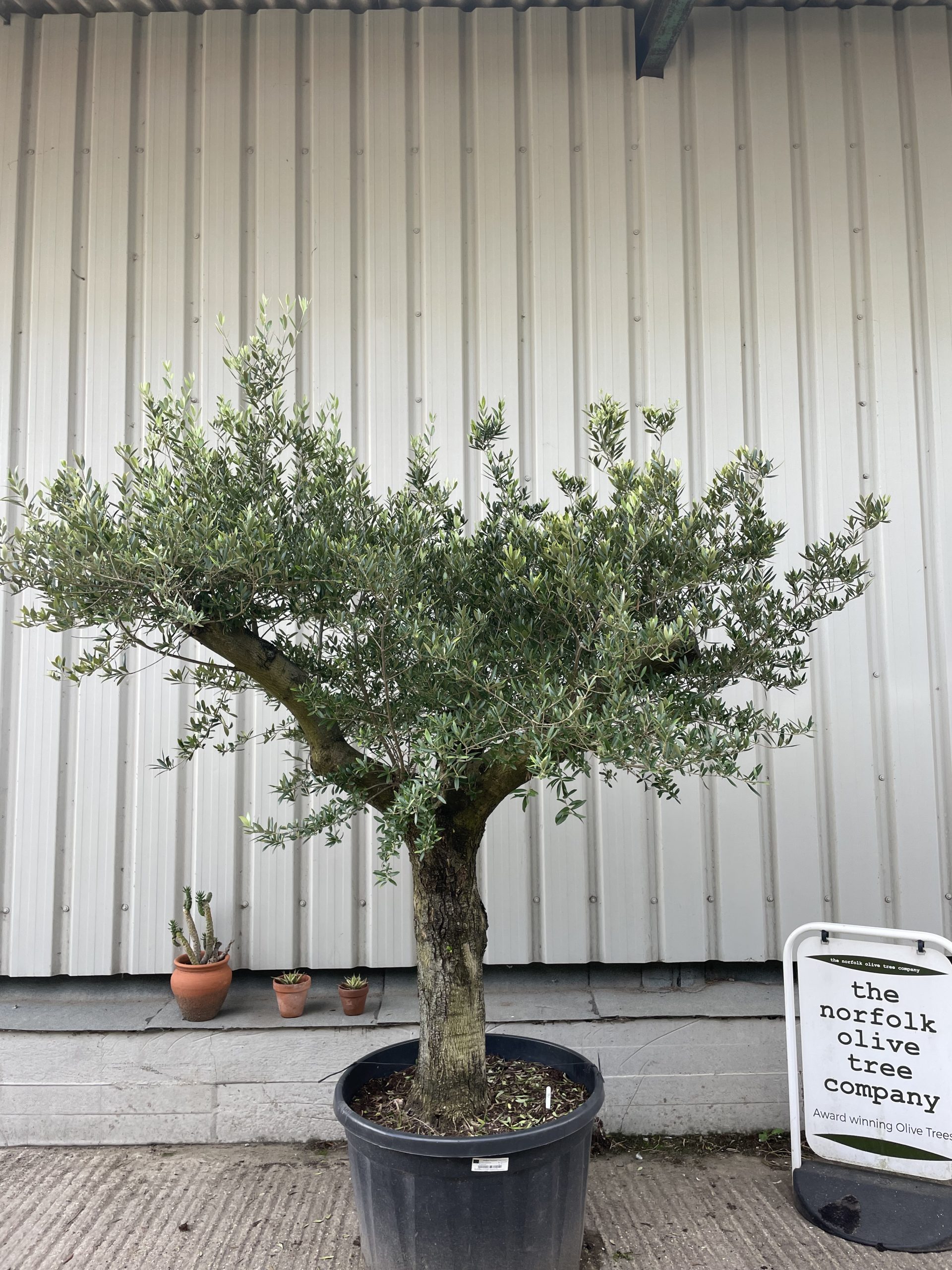 Mature branched Olive Tree - The Norfolk Olive Tree Company
