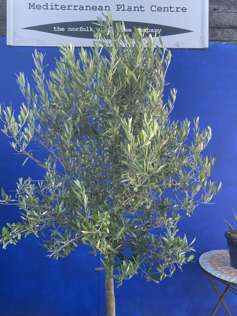 Picual Olive Tree free delivery. - The Norfolk Olive Tree Company
