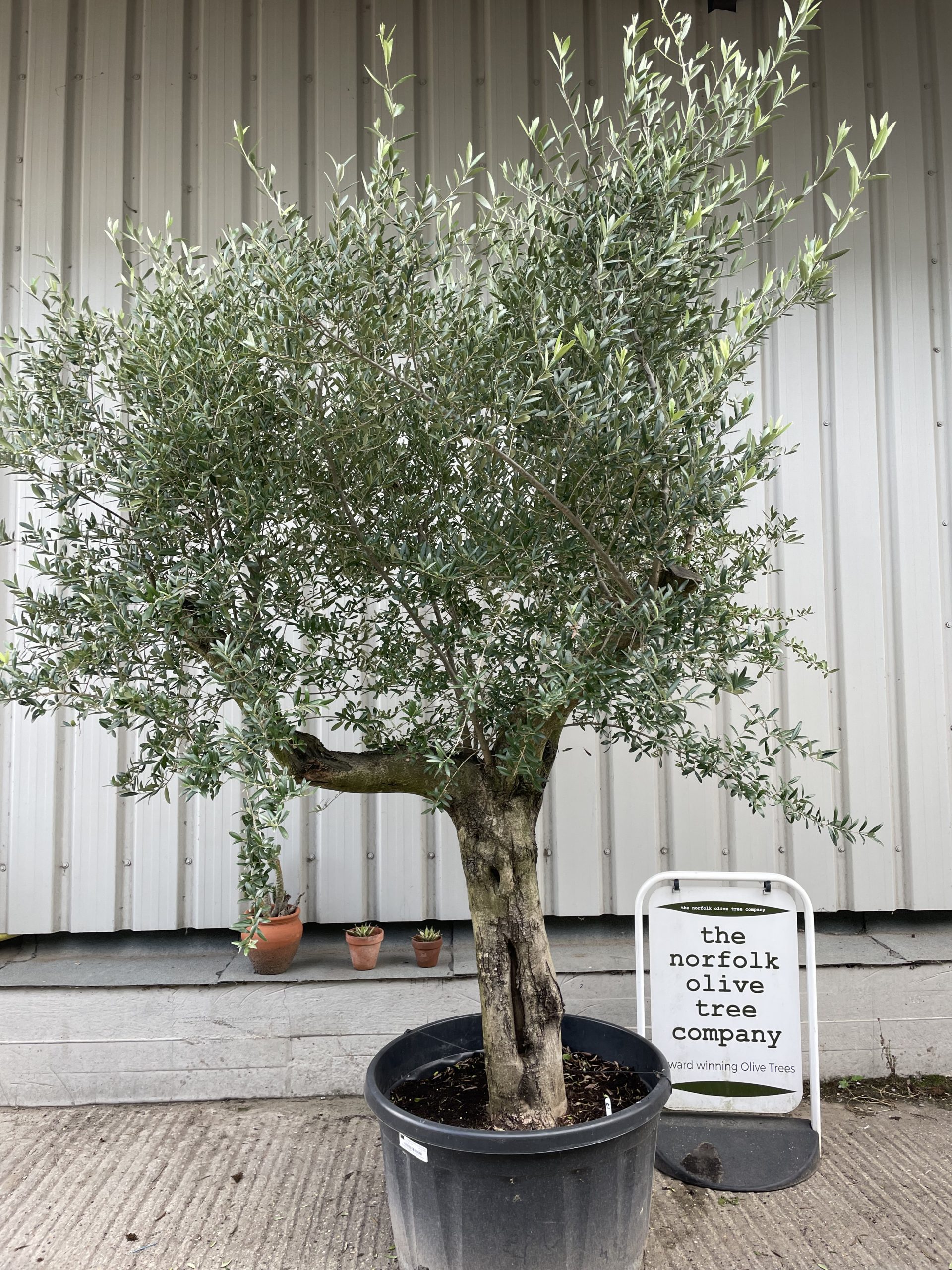 Tall Olive tree with branches - The Norfolk Olive Tree Company