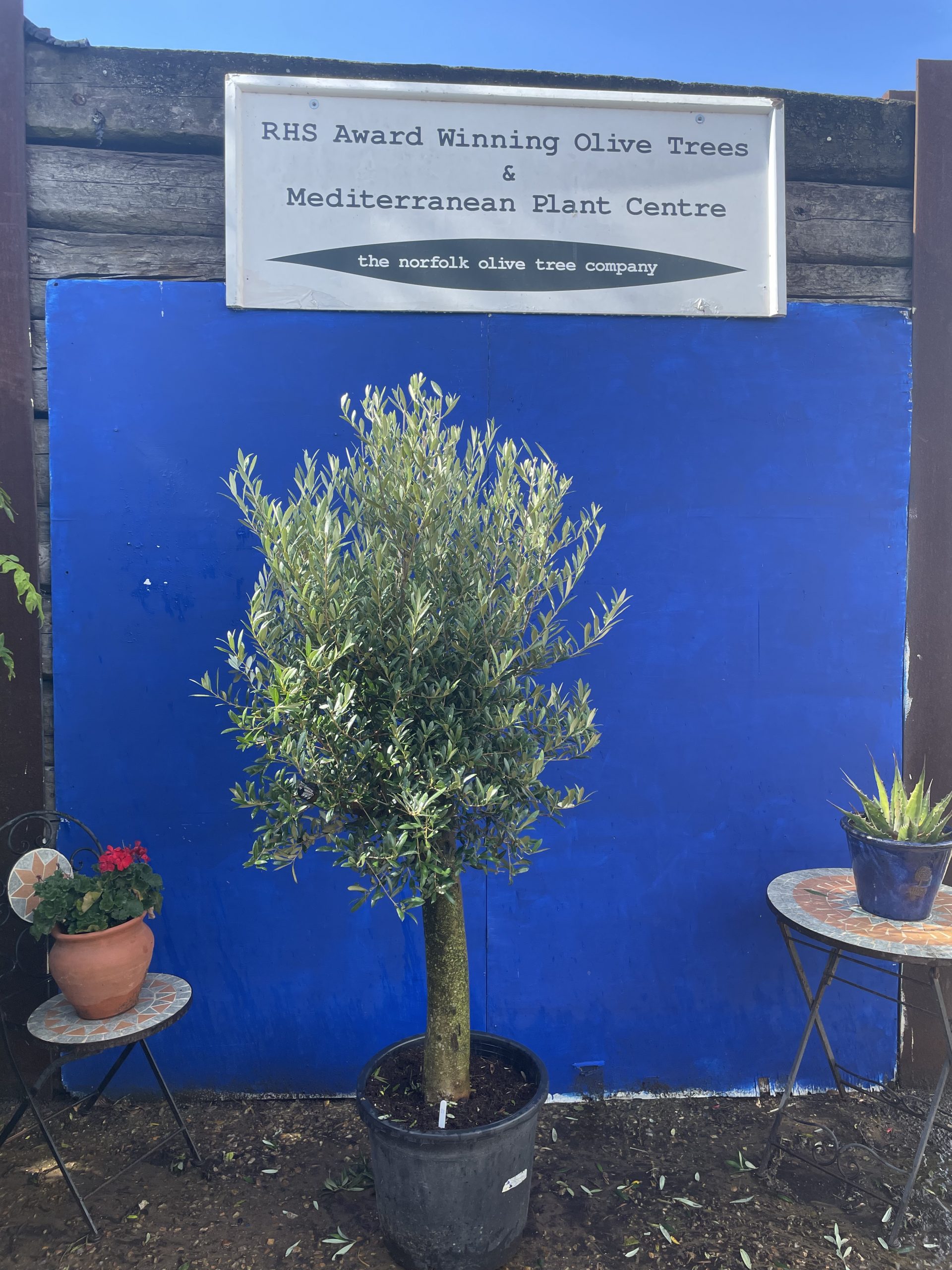 Patio Olive tree - free delivery - The Norfolk Olive Tree Company