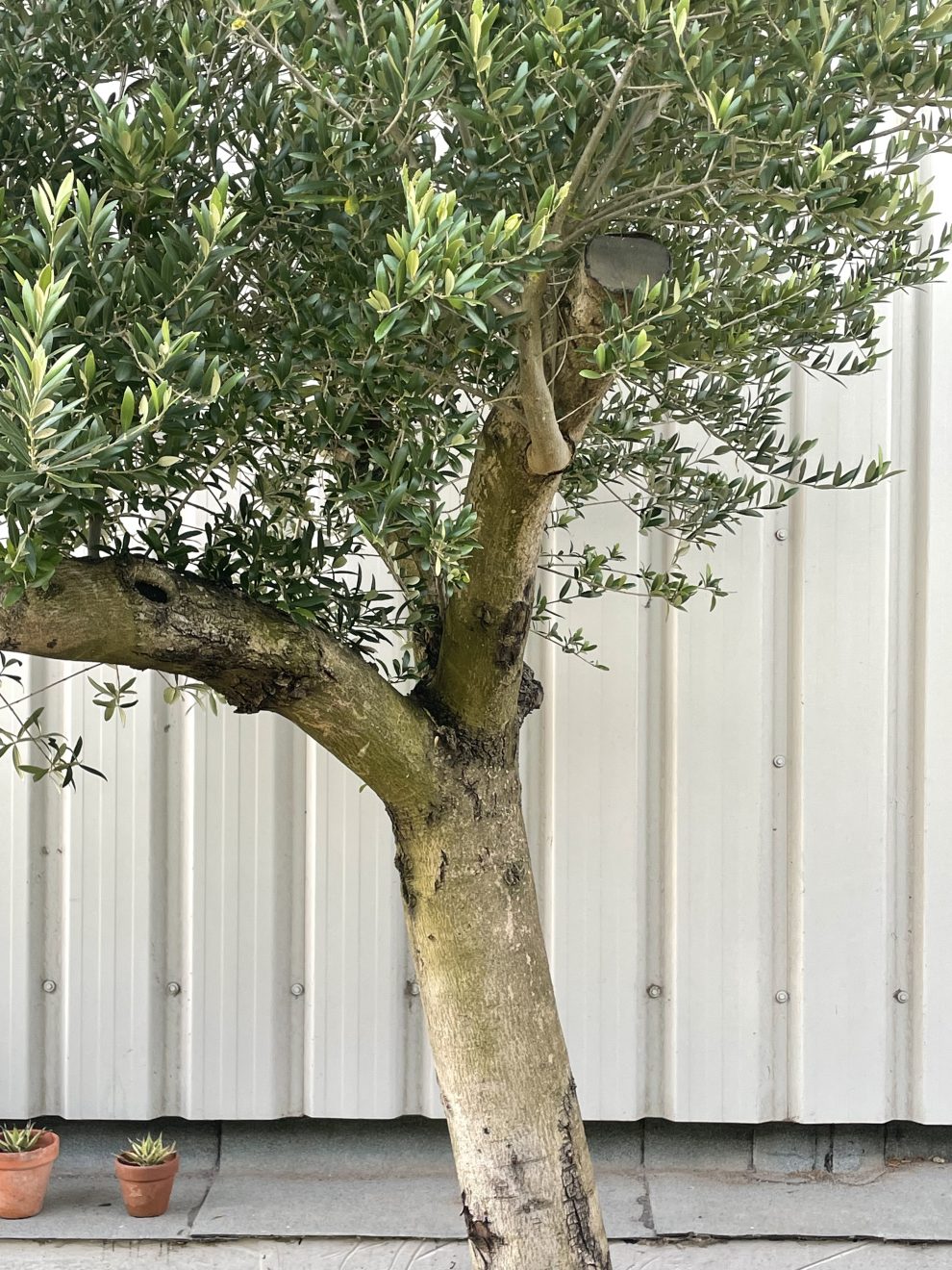 Romantic open crown olive tree - The Norfolk Olive Tree Company
