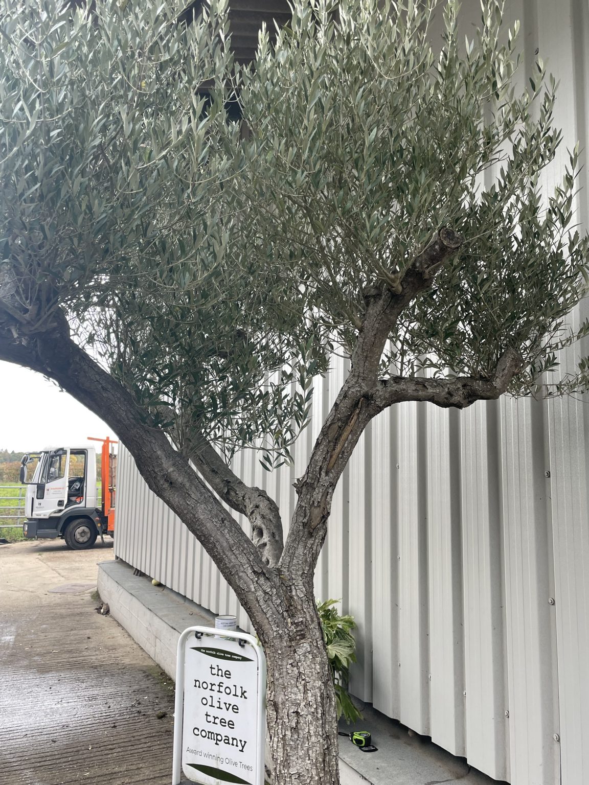 Tall Olive tree with branches - The Norfolk Olive Tree Company