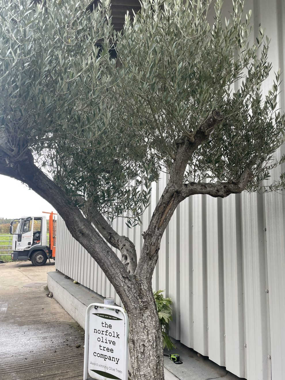 Tall Olive tree with branches - The Norfolk Olive Tree Company