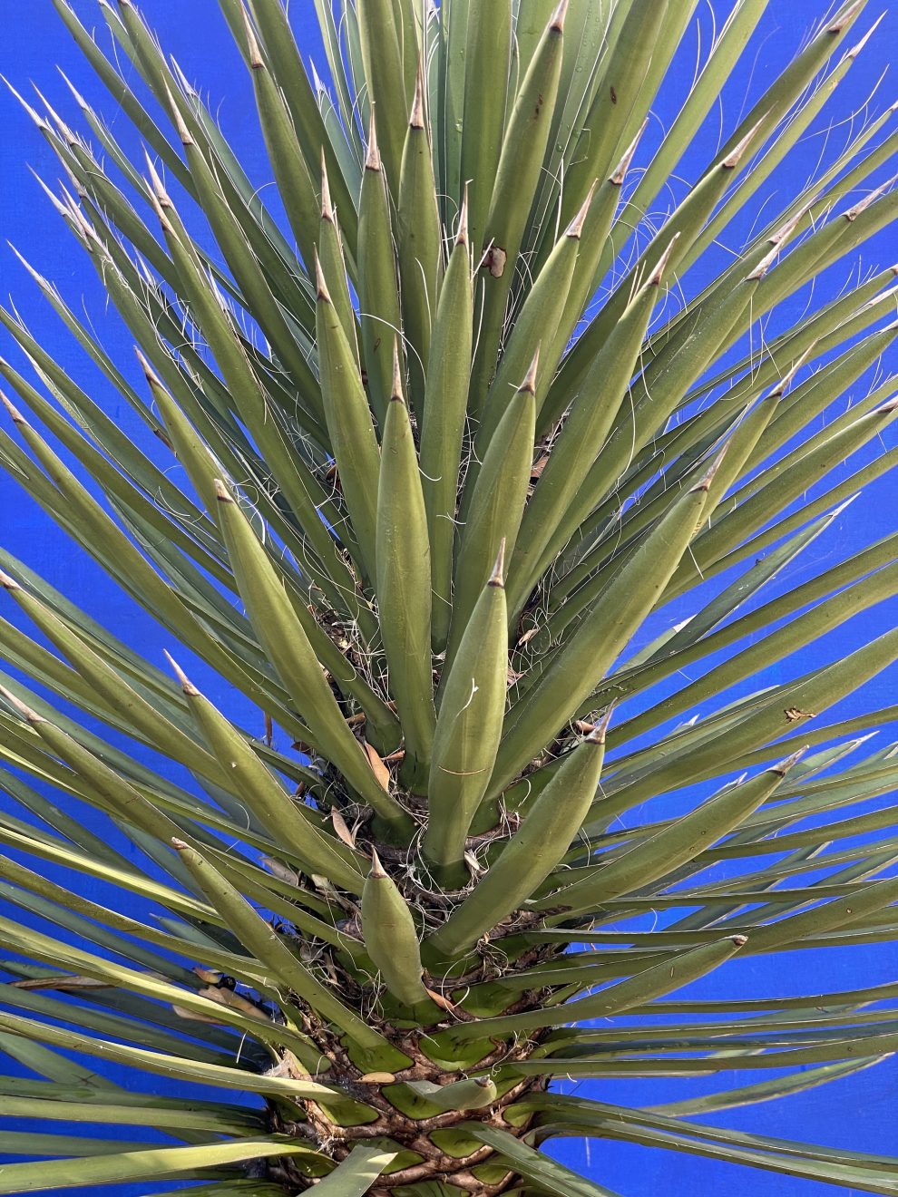 Yucca ‘Filifera’ - The Norfolk Olive Tree Company