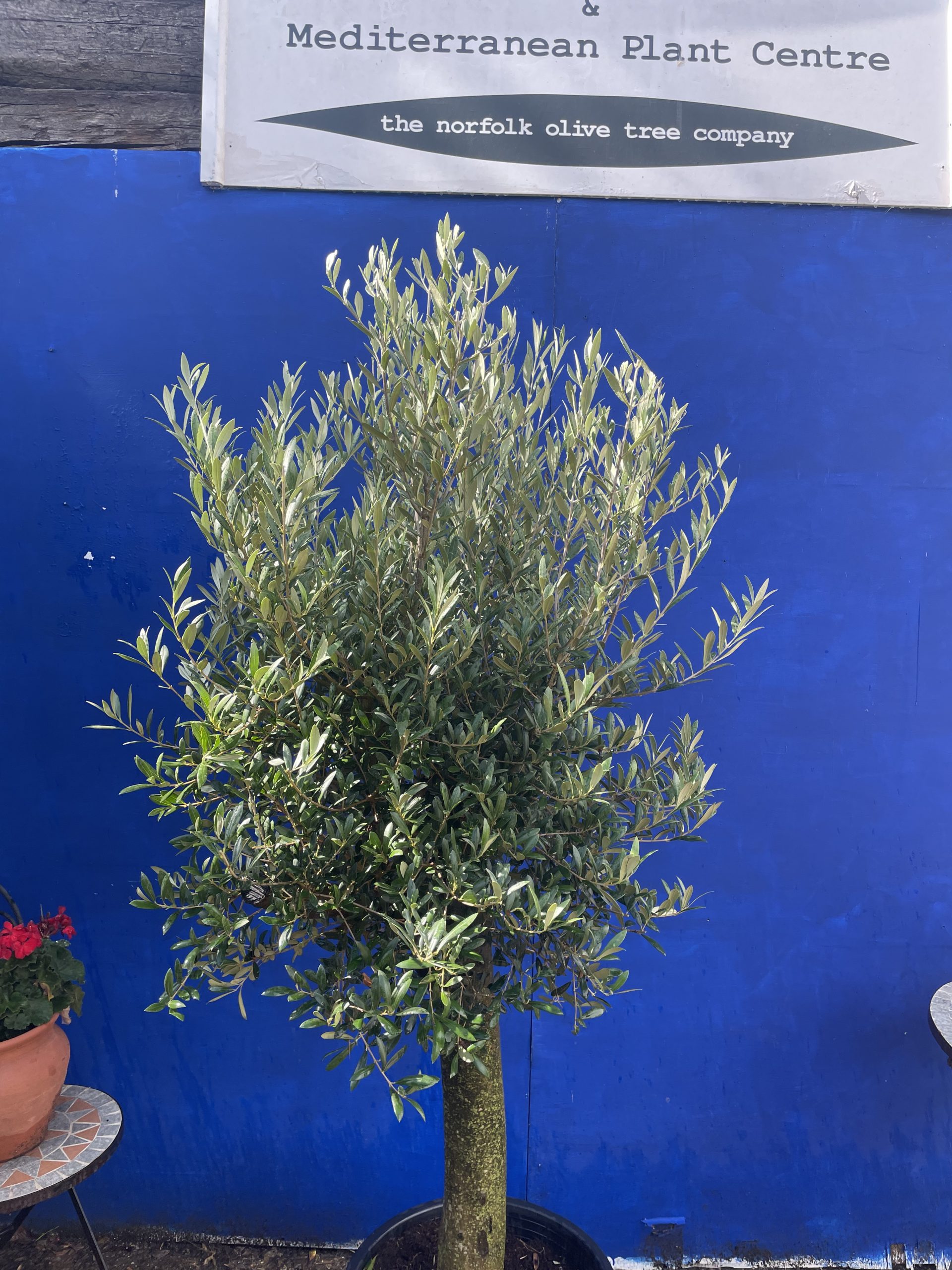 Patio Olive tree - free delivery - The Norfolk Olive Tree Company