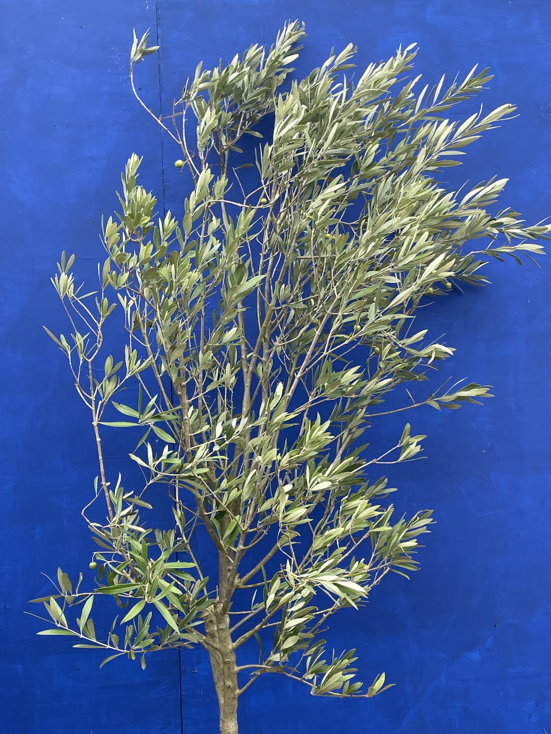 U.K grown Olive Tree free delivery - The Norfolk Olive Tree Company