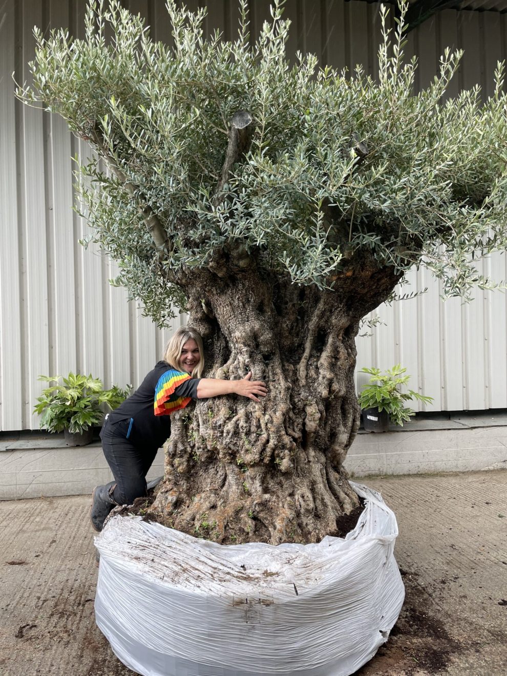 Ancient Olive tree extra large - The Norfolk Olive Tree Company
