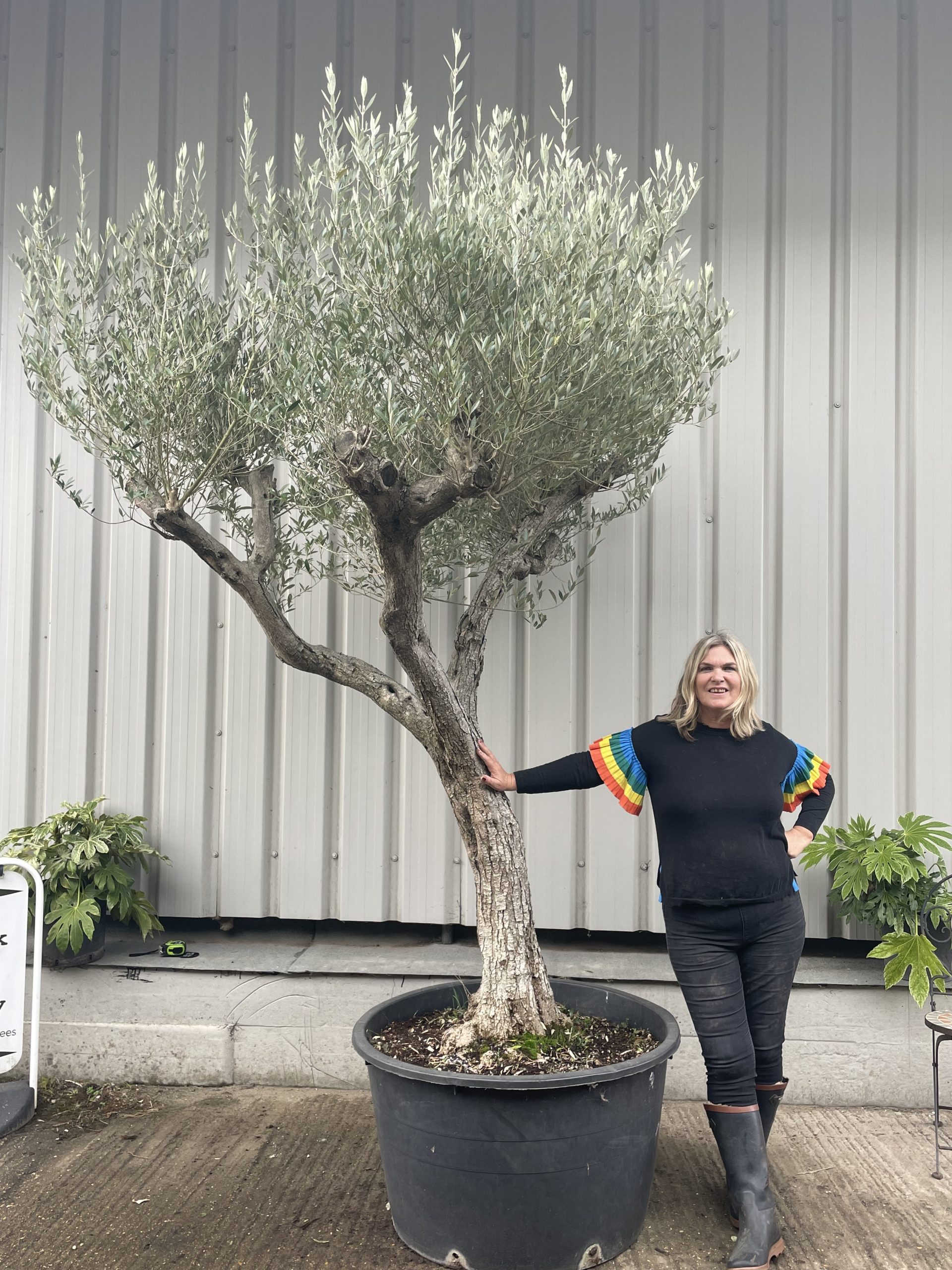 Tall Olive tree with branches - The Norfolk Olive Tree Company