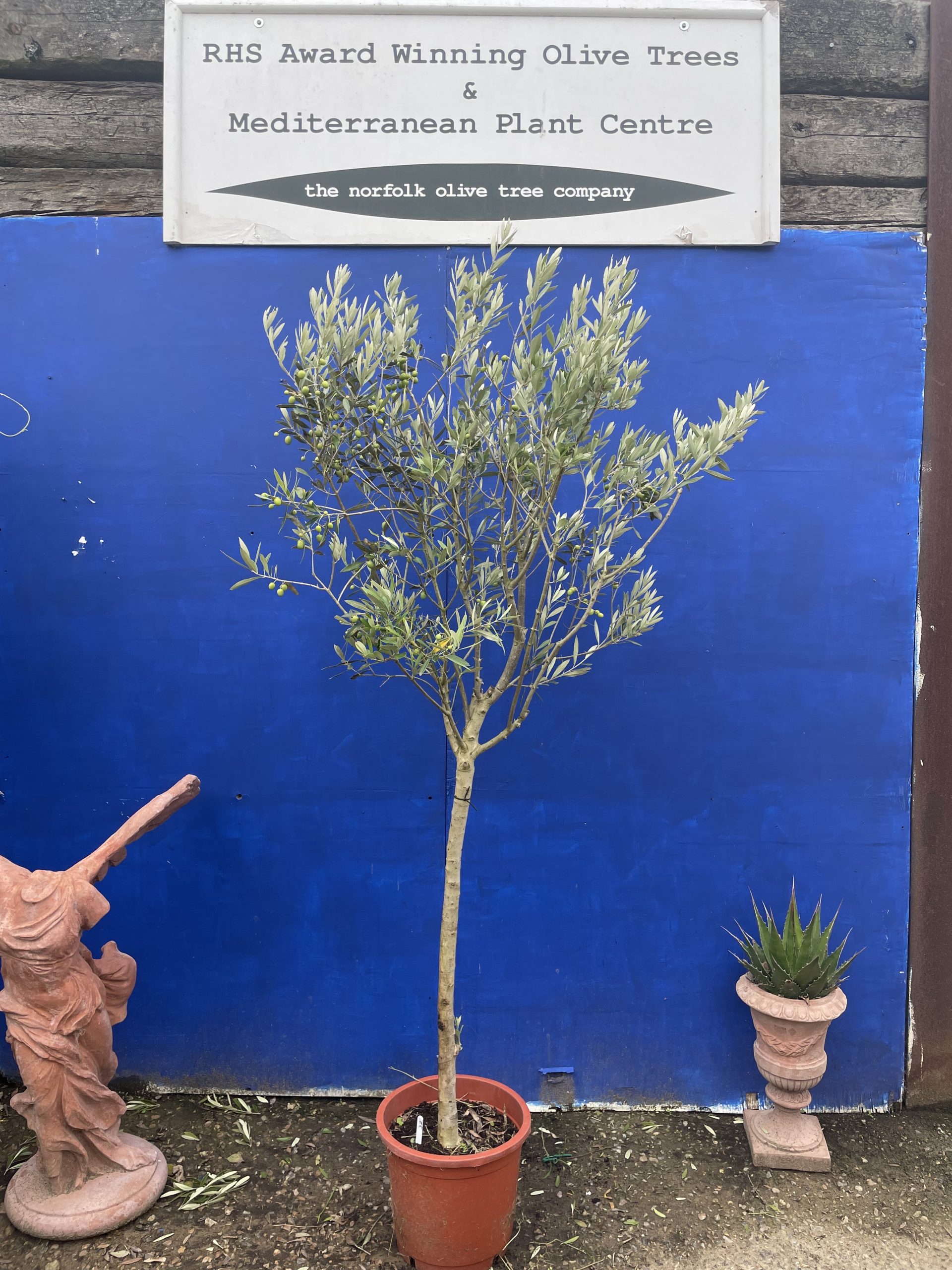 Arbequina Olive U.K grown. Free delivery. - The Norfolk Olive Tree Company