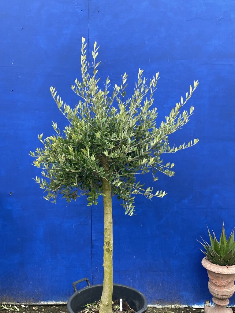 Picual Olive Tree free delivery. - The Norfolk Olive Tree Company