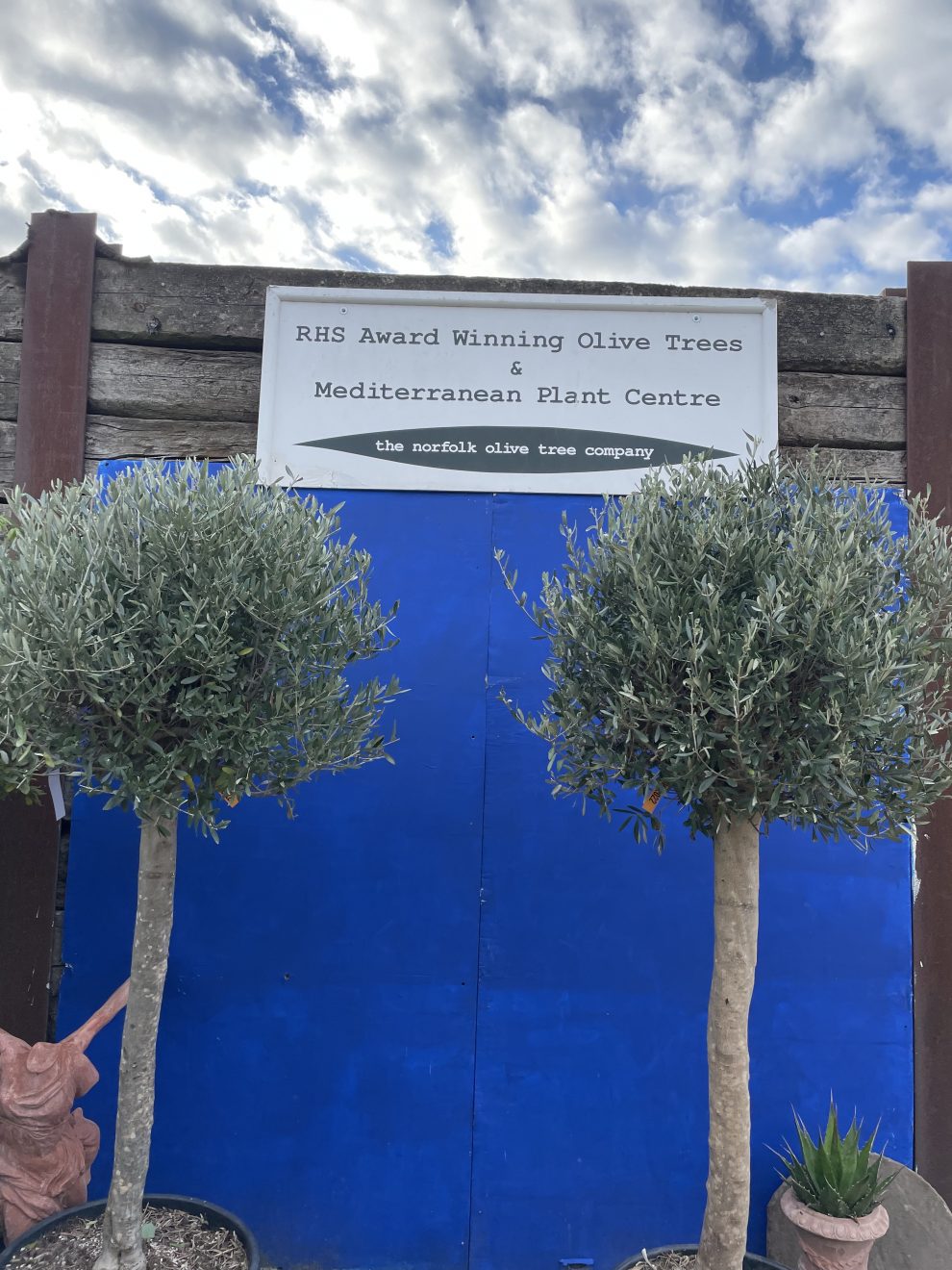 Pair of mature full standard olive trees. - The Norfolk Olive Tree Company